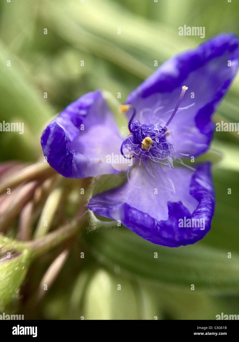 Purple spiderwort flower hi-res stock photography and images - Alamy