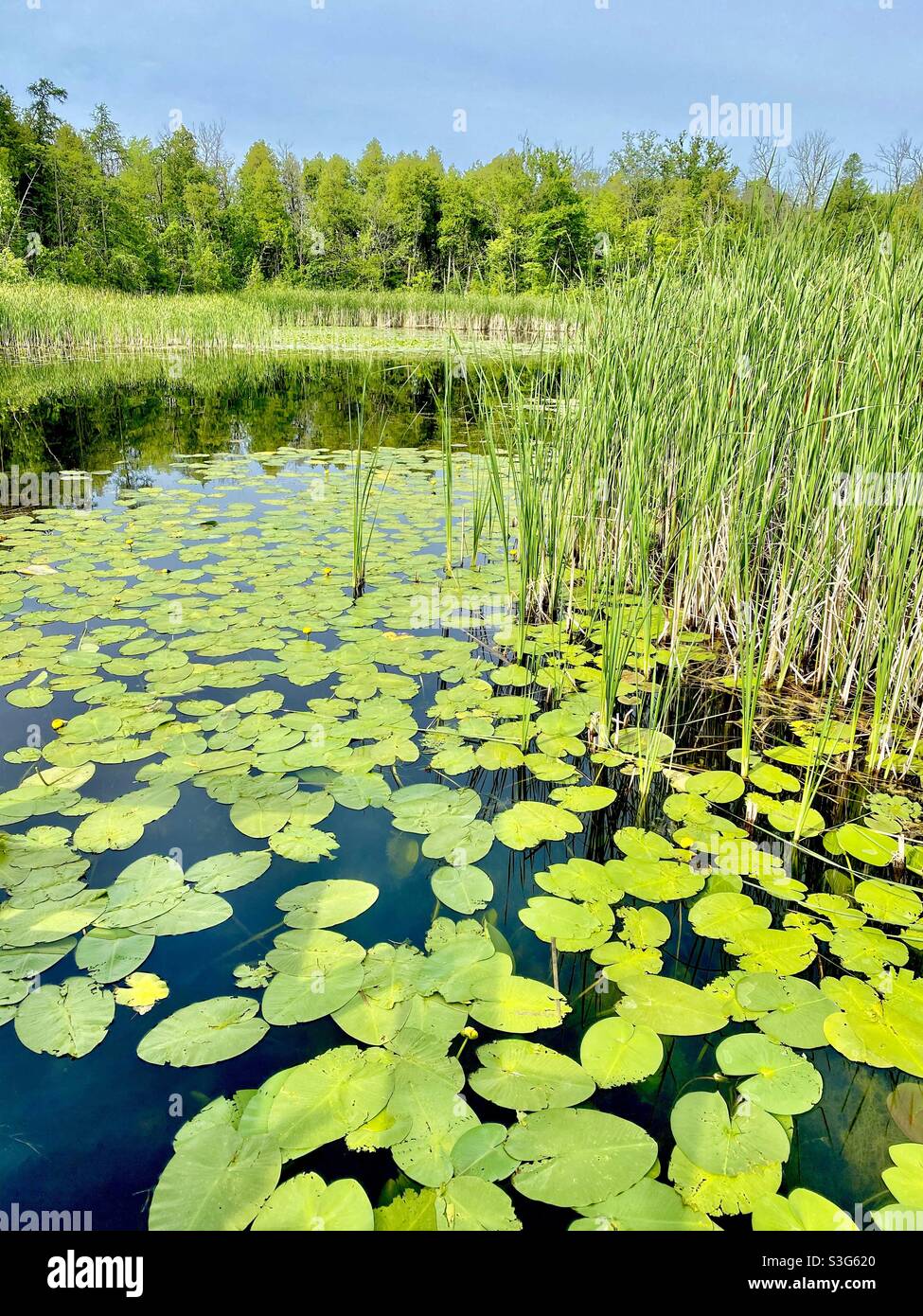 Bog pond hi-res stock photography and images - Alamy