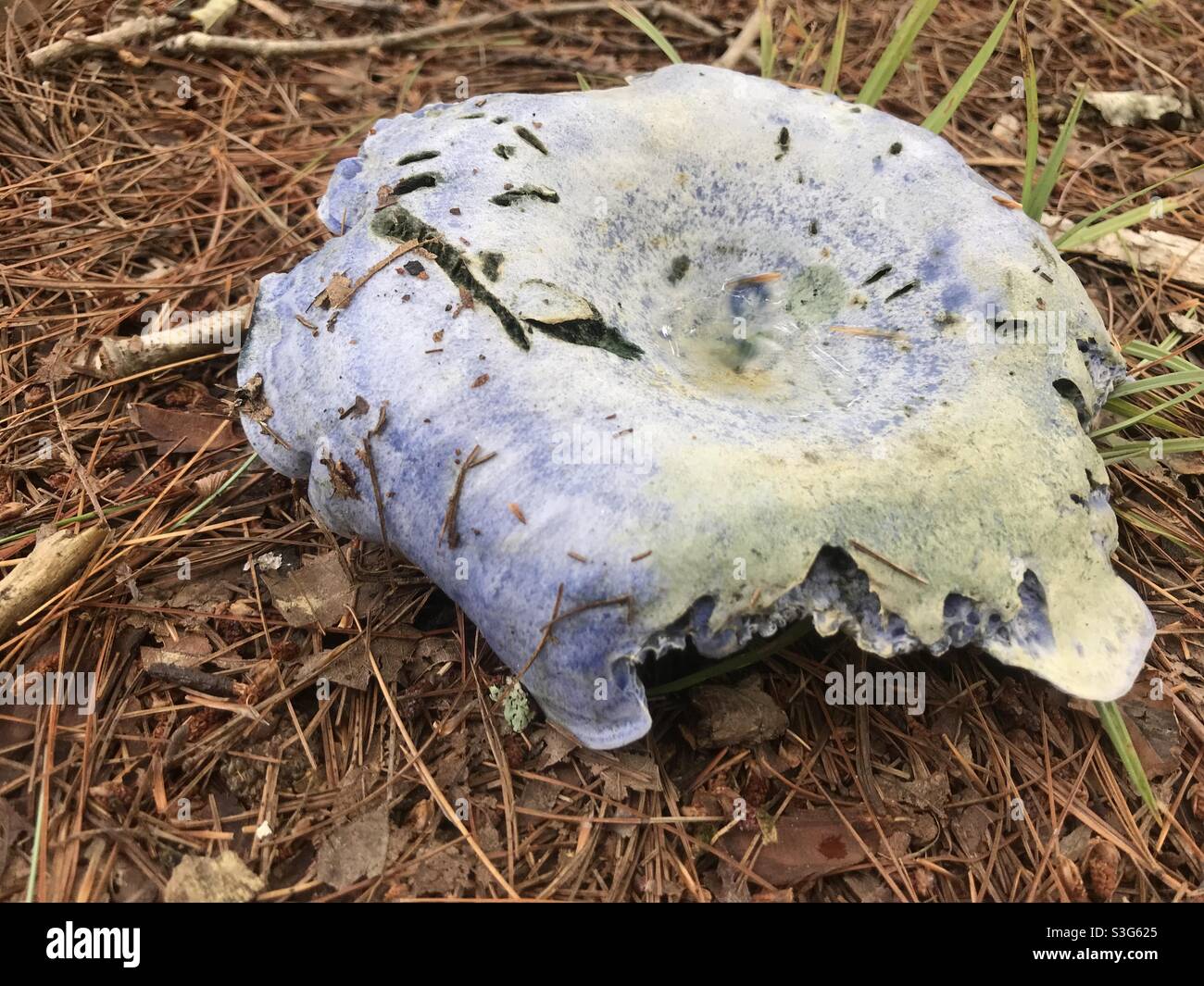 Blue mushroom hi-res stock photography and images - Alamy