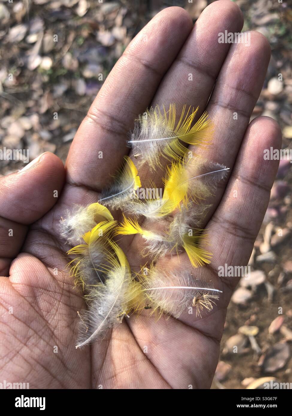 Trekking birds hi-res stock photography and images - Alamy