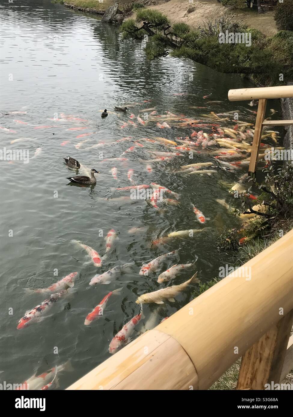 Japanese koi fish hi-res stock photography and images - Alamy