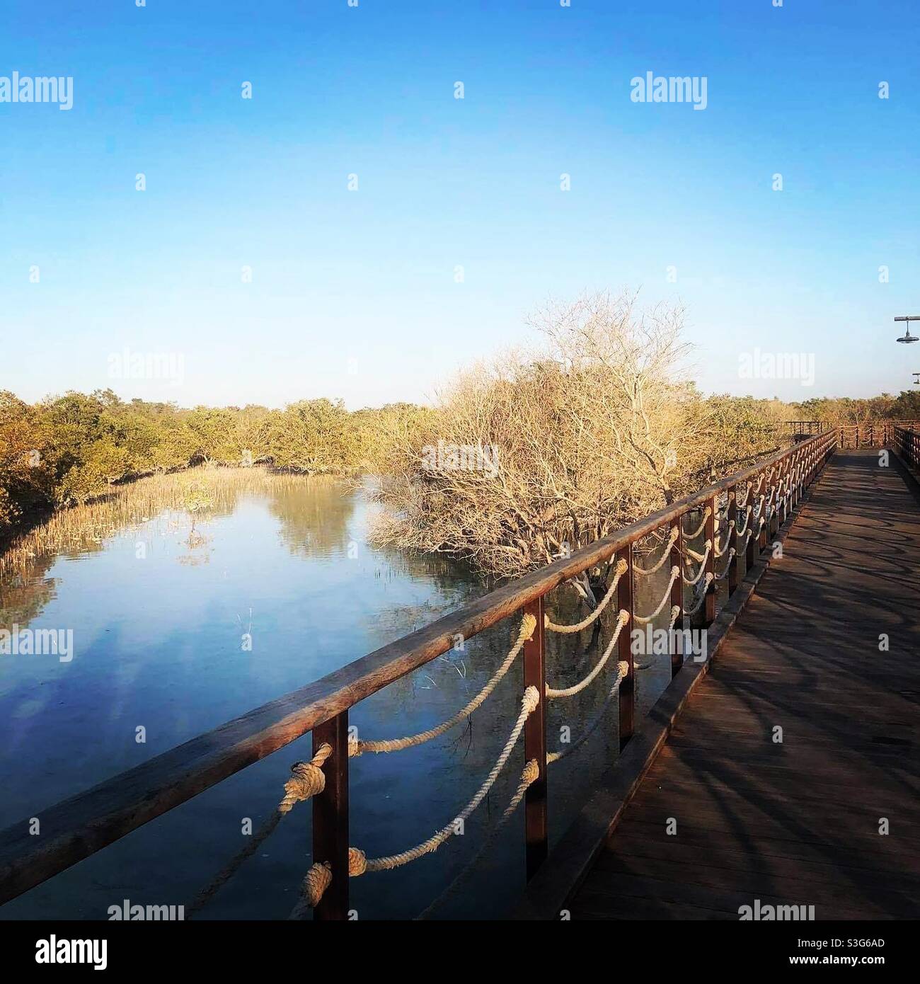 Mangrove abu dhabi hi-res stock photography and images - Alamy