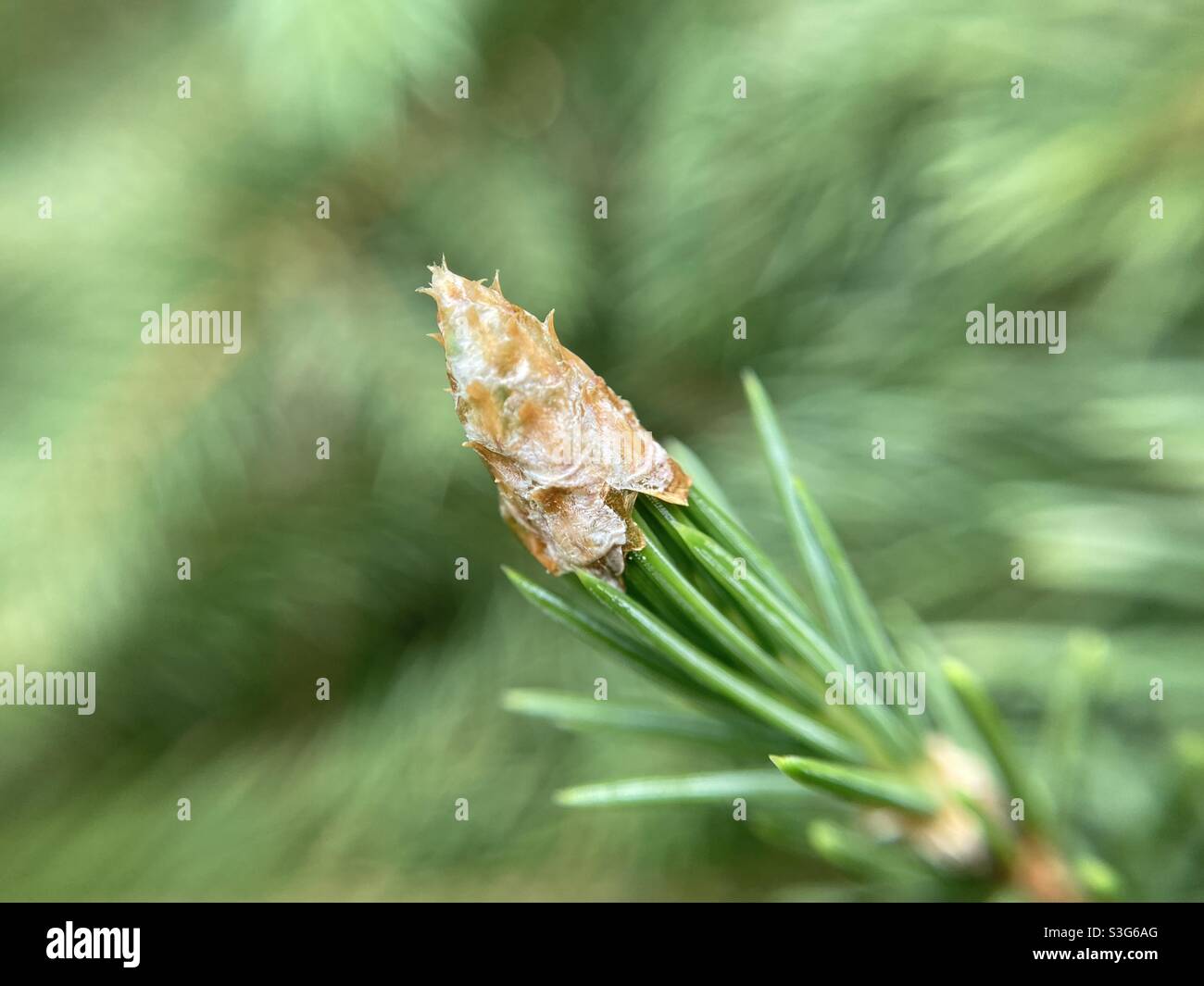 Pine tree green hi-res stock photography and images - Alamy