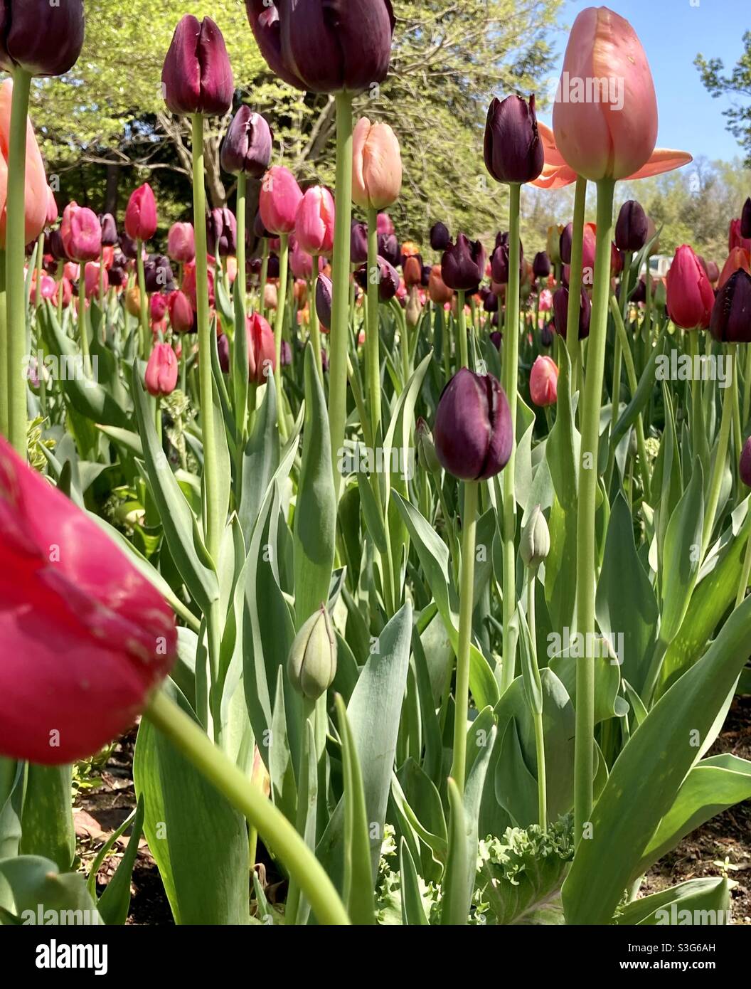 Tall Tulips High Resolution Stock Photography and Images - Alamy