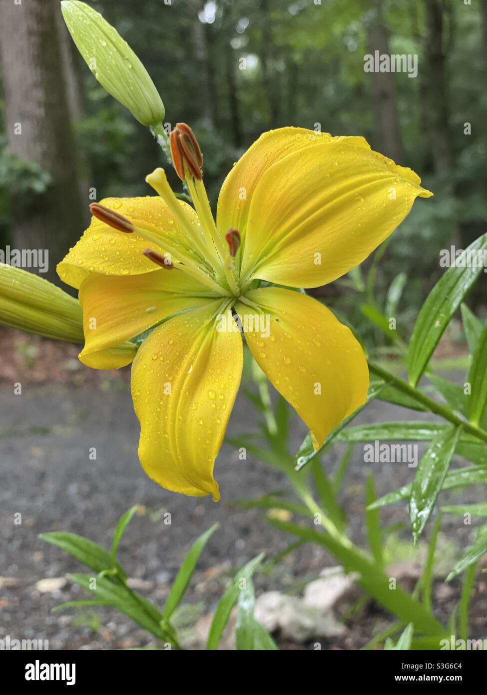Opening yellow lily hi-res stock photography and images - Alamy