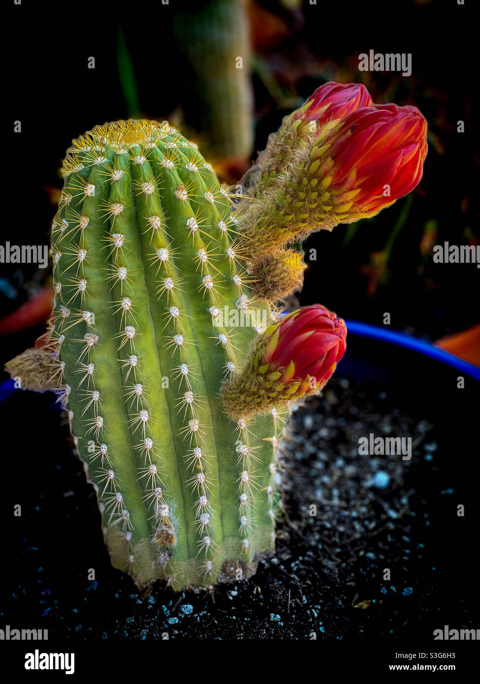 Torch cactus hi-res stock photography and images - Alamy