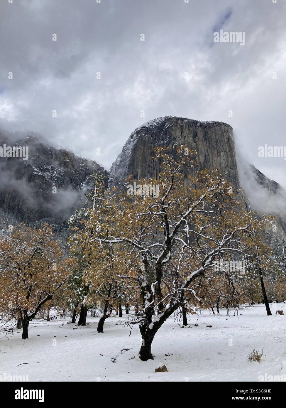 Snow covered trees in meadow below El Capitan in Yosemite national park ...