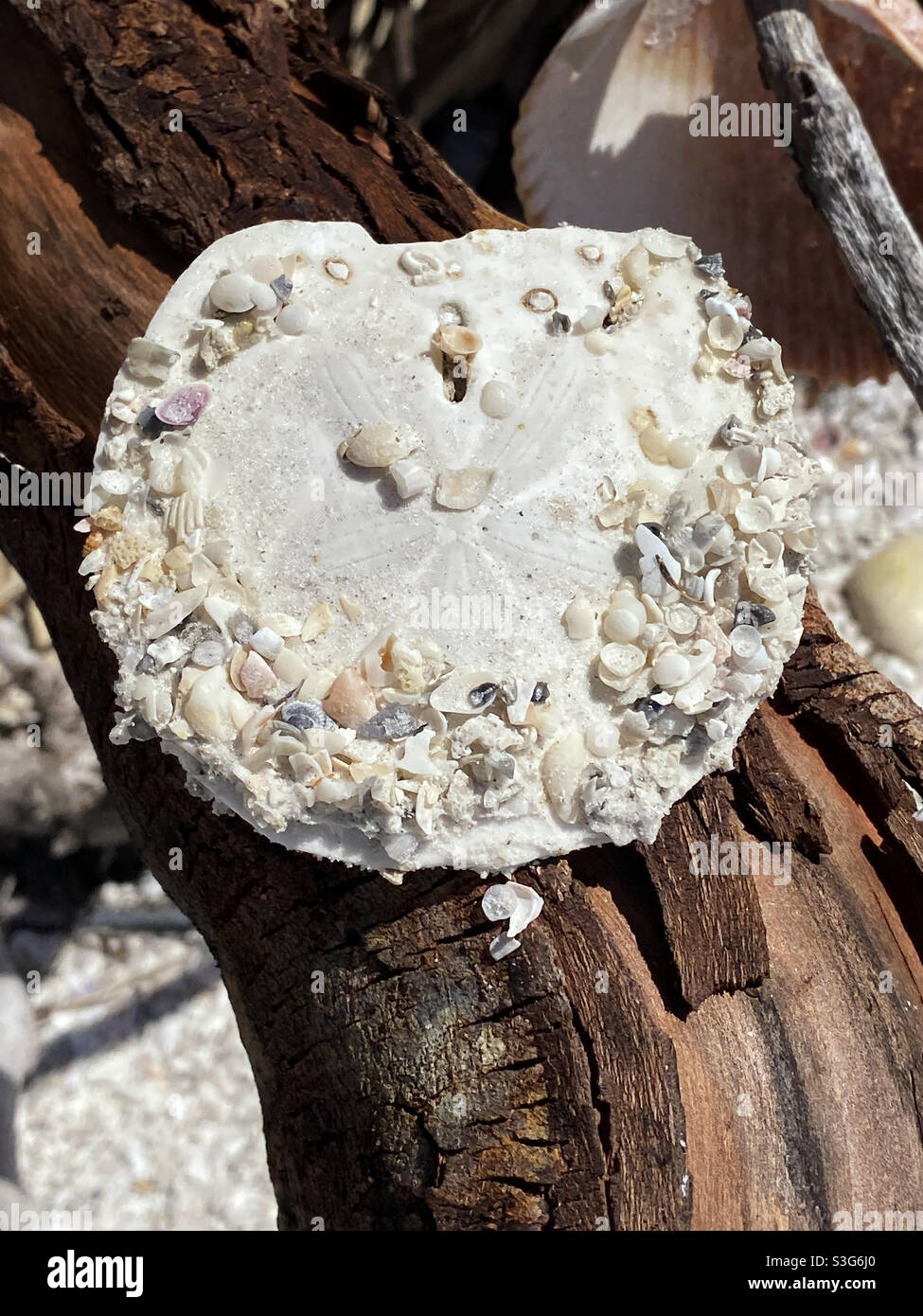 Sand dollar with mini shells Stock Photo - Alamy