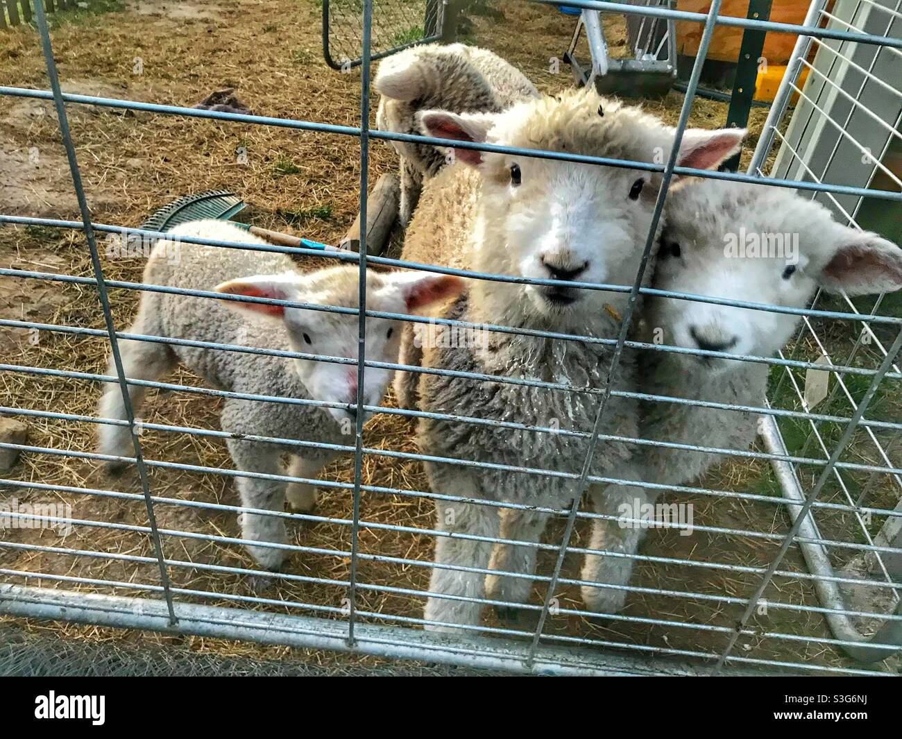 Tasmania sheep hi-res stock photography and images - Alamy