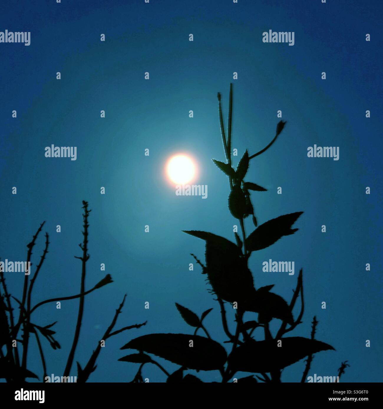 Night shadow plants hi-res stock photography and images - Alamy