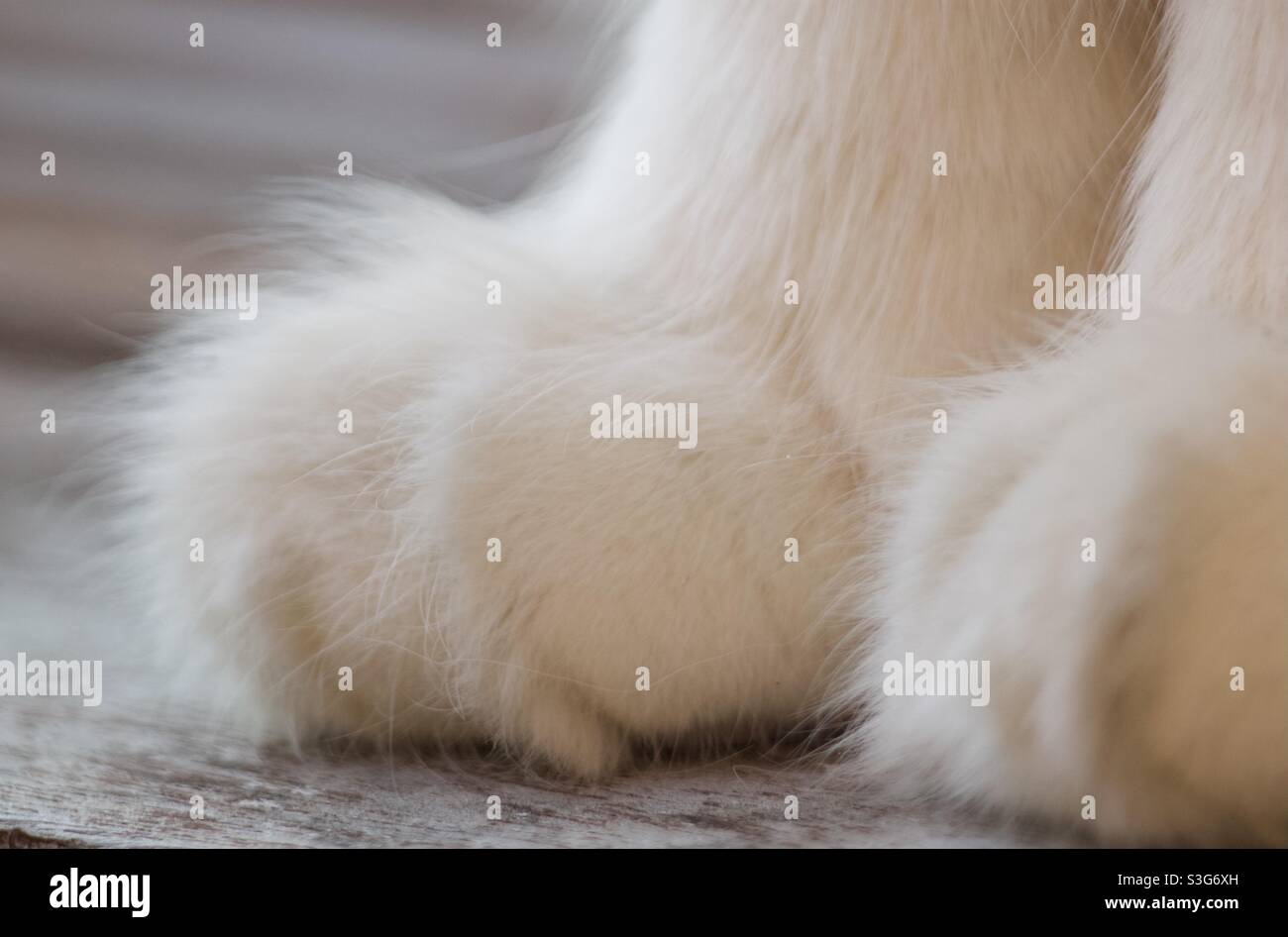 Fluffy animals hi-res stock photography and images - Alamy