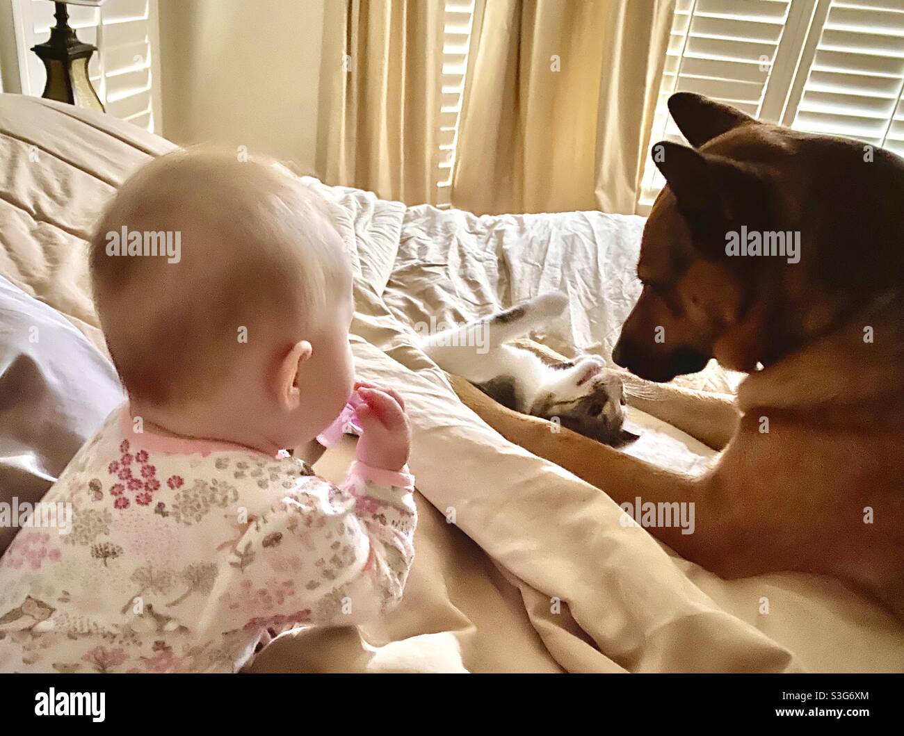 Baby,cat and dog Stock Photo - Alamy