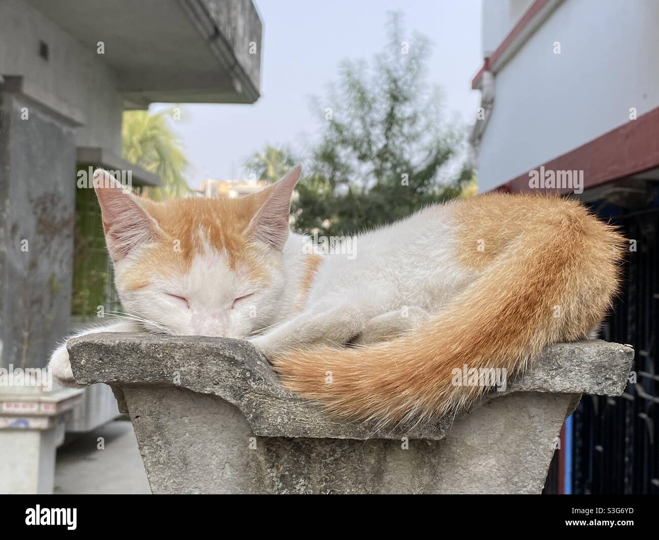 Cute kitten taking a nap at outdoors Stock Photo - Alamy