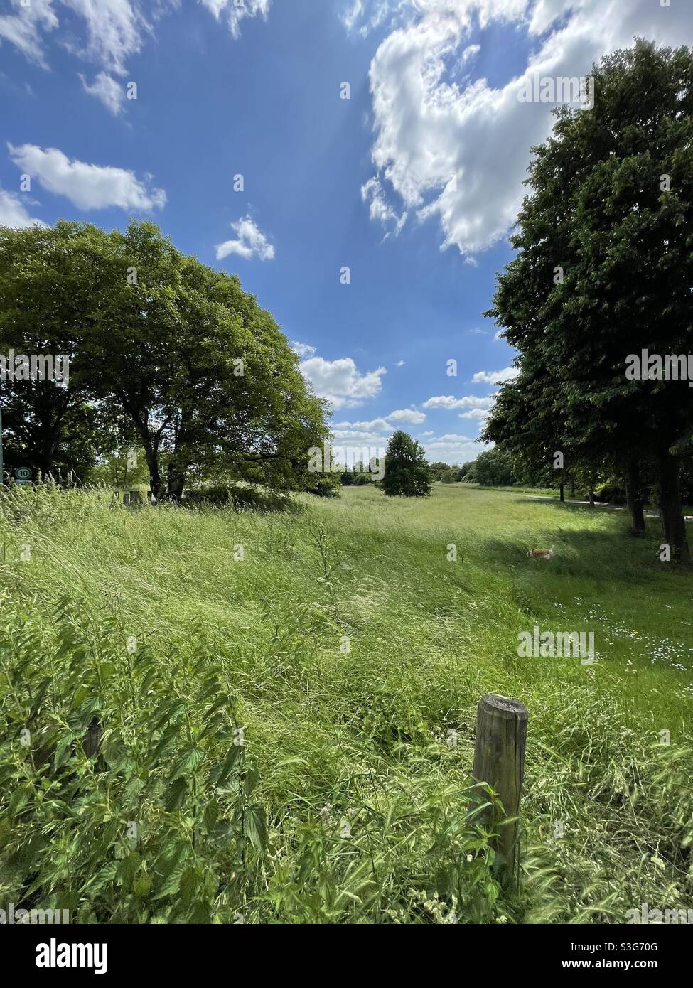 High grass hi-res stock photography and images - Alamy