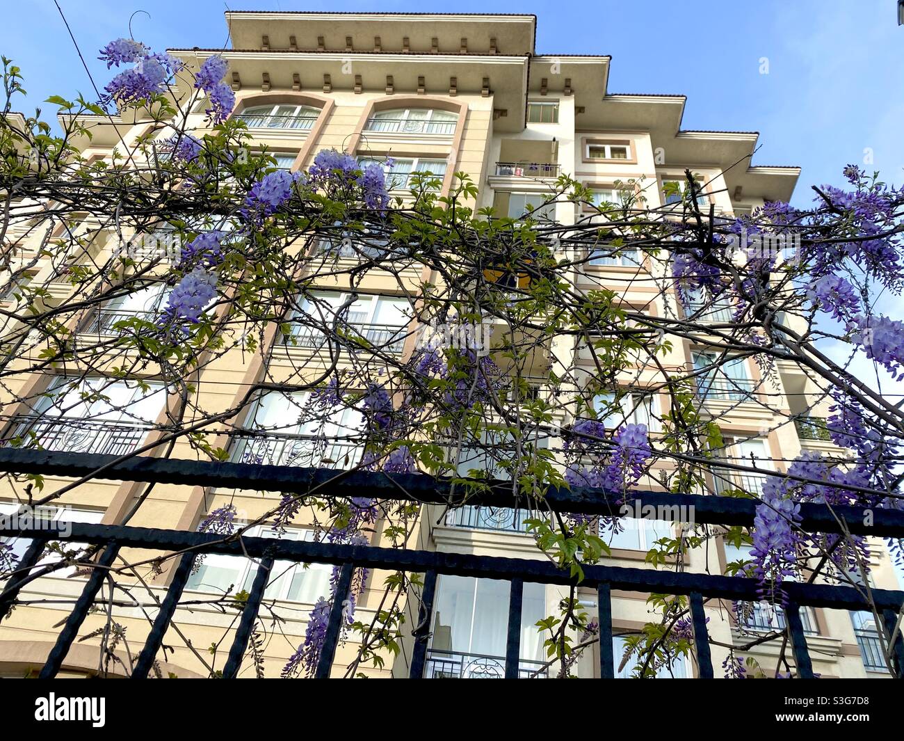 Bina hi-res stock photography and images - Alamy