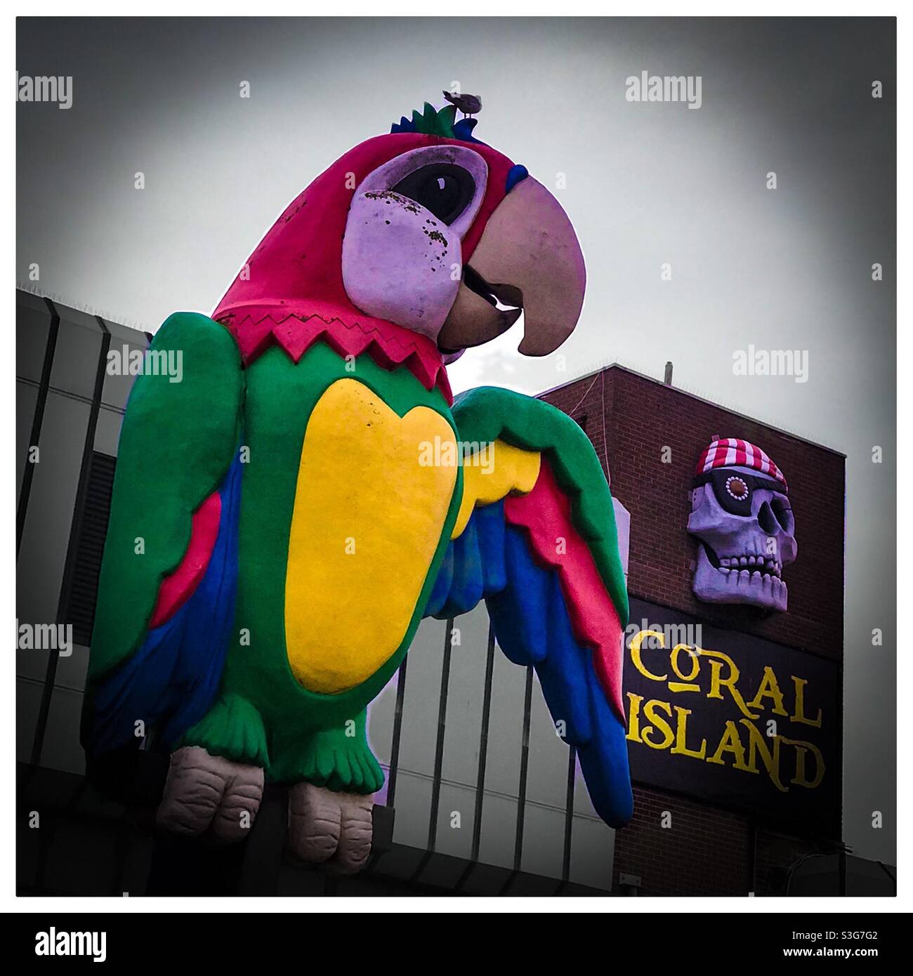 Parrot at Coral Island, Blackpool Stock Photo - Alamy