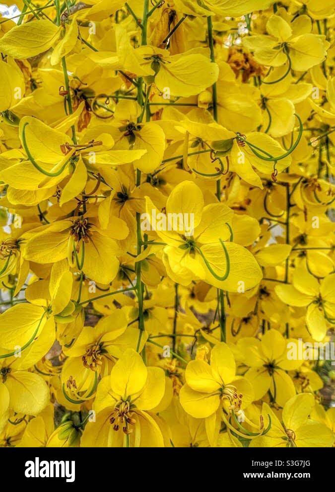 Flowers from the golden shower tree in bloom Stock Photo - Alamy