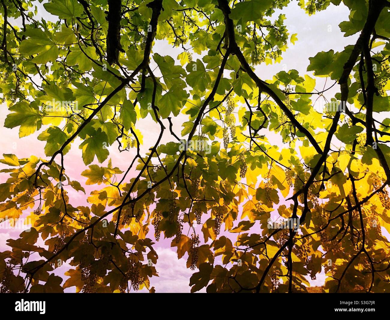 Branches on a sycamore tree in early summer Stock Photo - Alamy