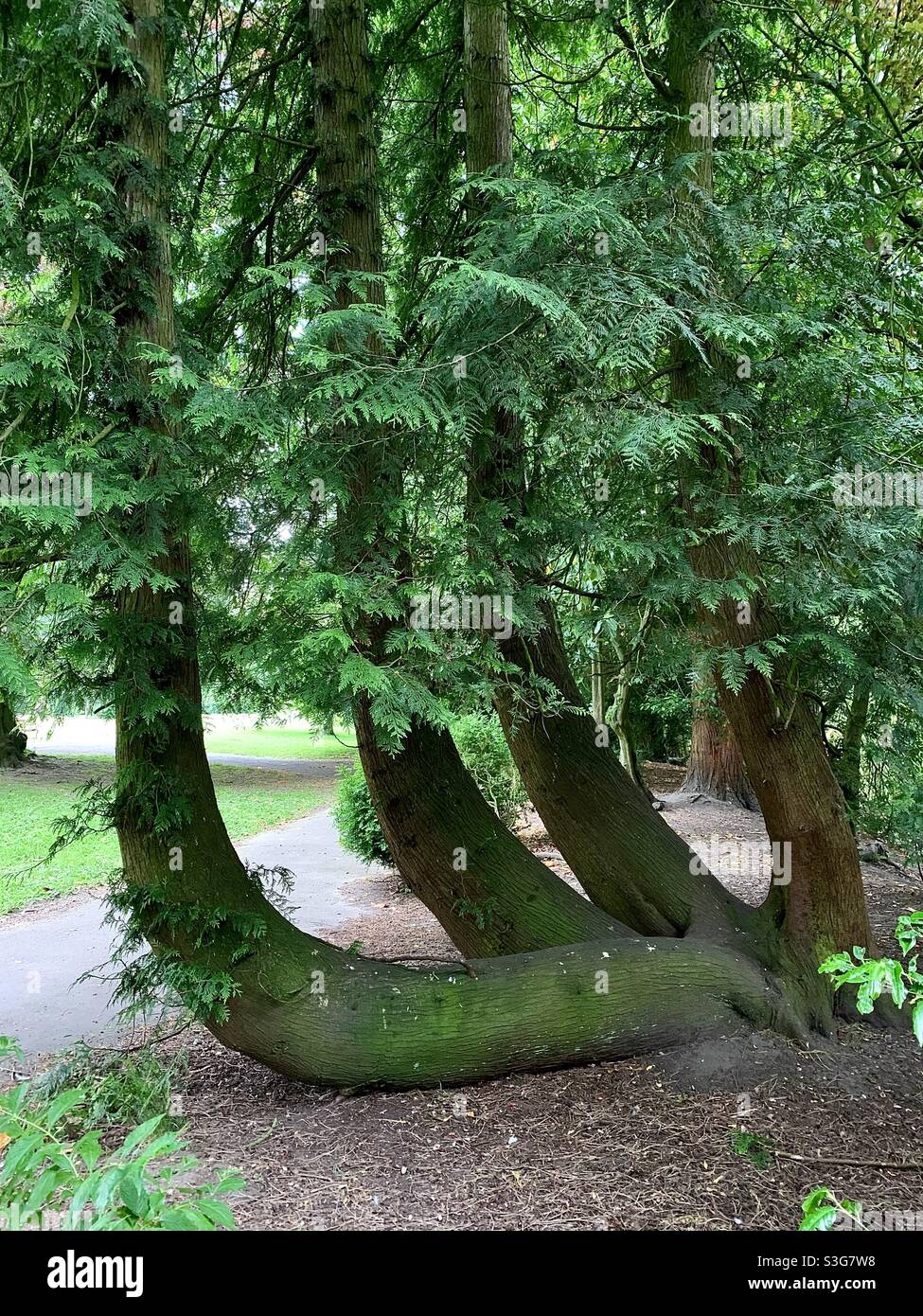 A tree with 4 trunks, 3 of them moving away like it’s alive! Stock ...
