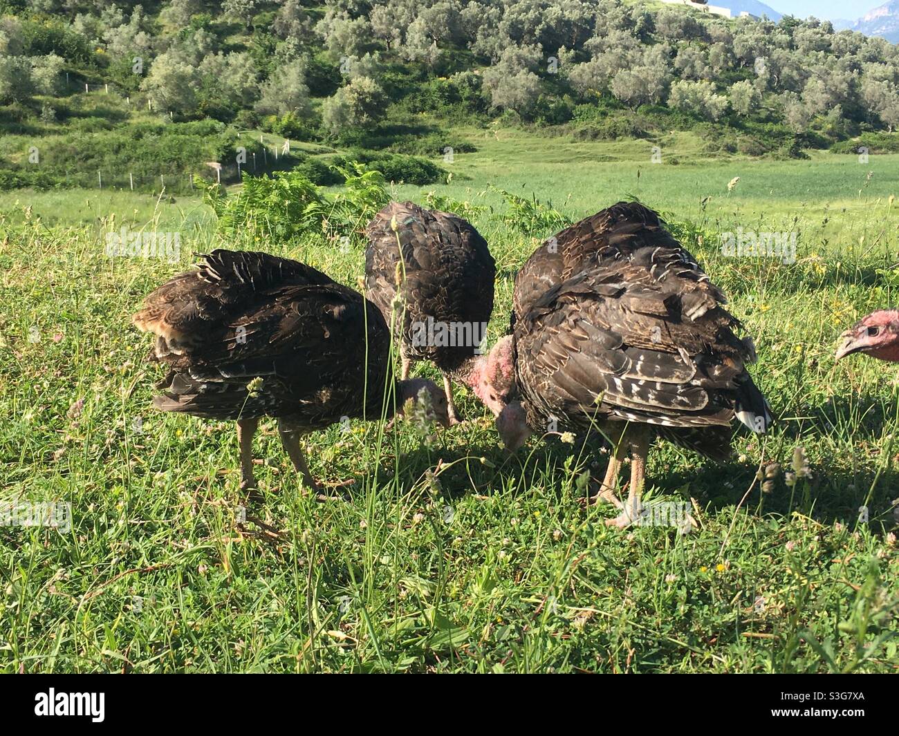 Free range turkeys hi-res stock photography and images - Alamy