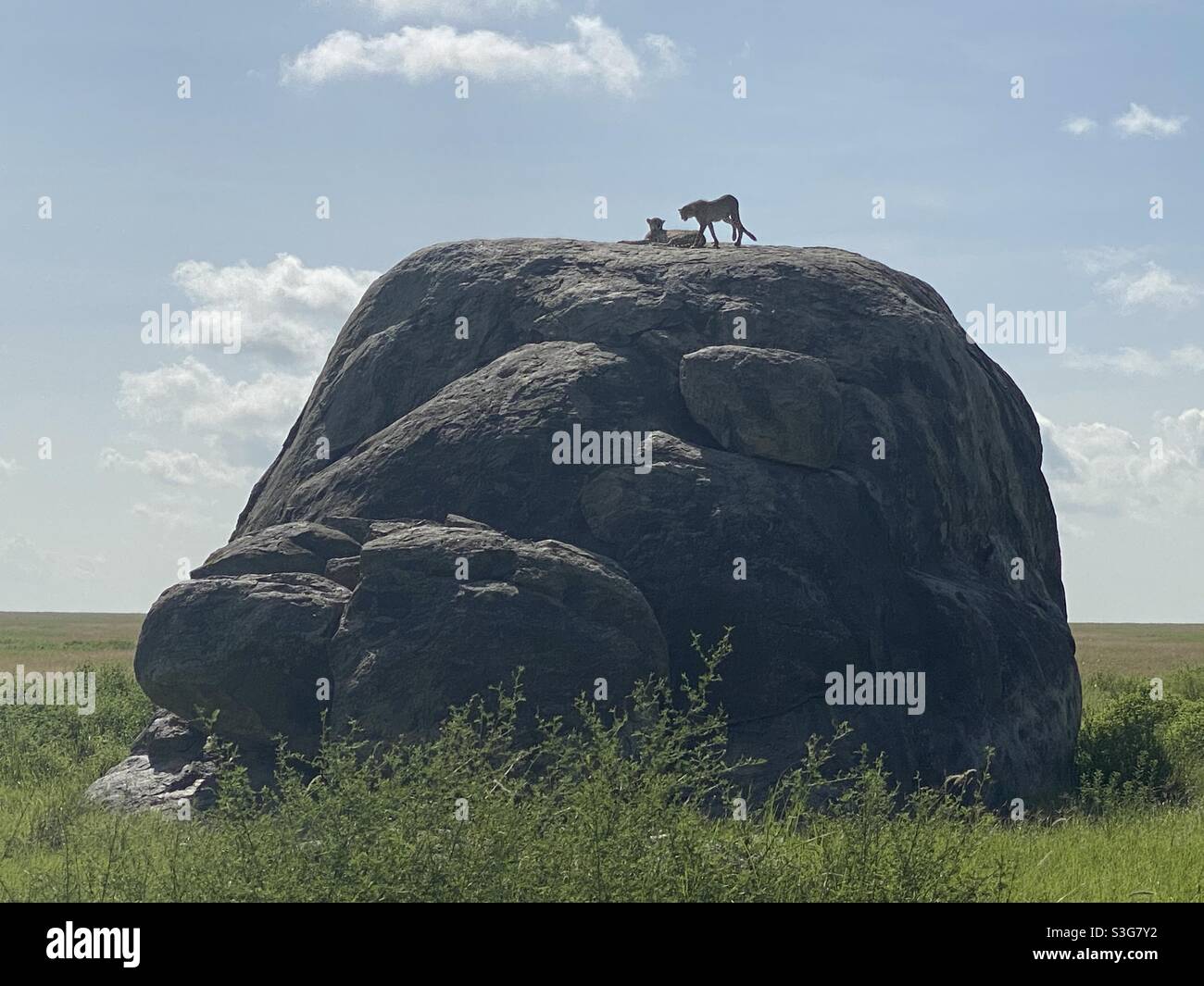 Tanzania safari cheetah rock hi-res stock photography and images - Alamy