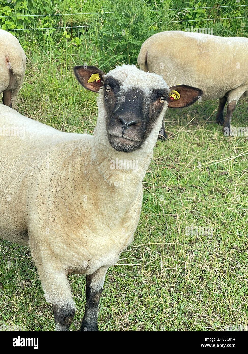 Sheep is looking Stock Photo - Alamy