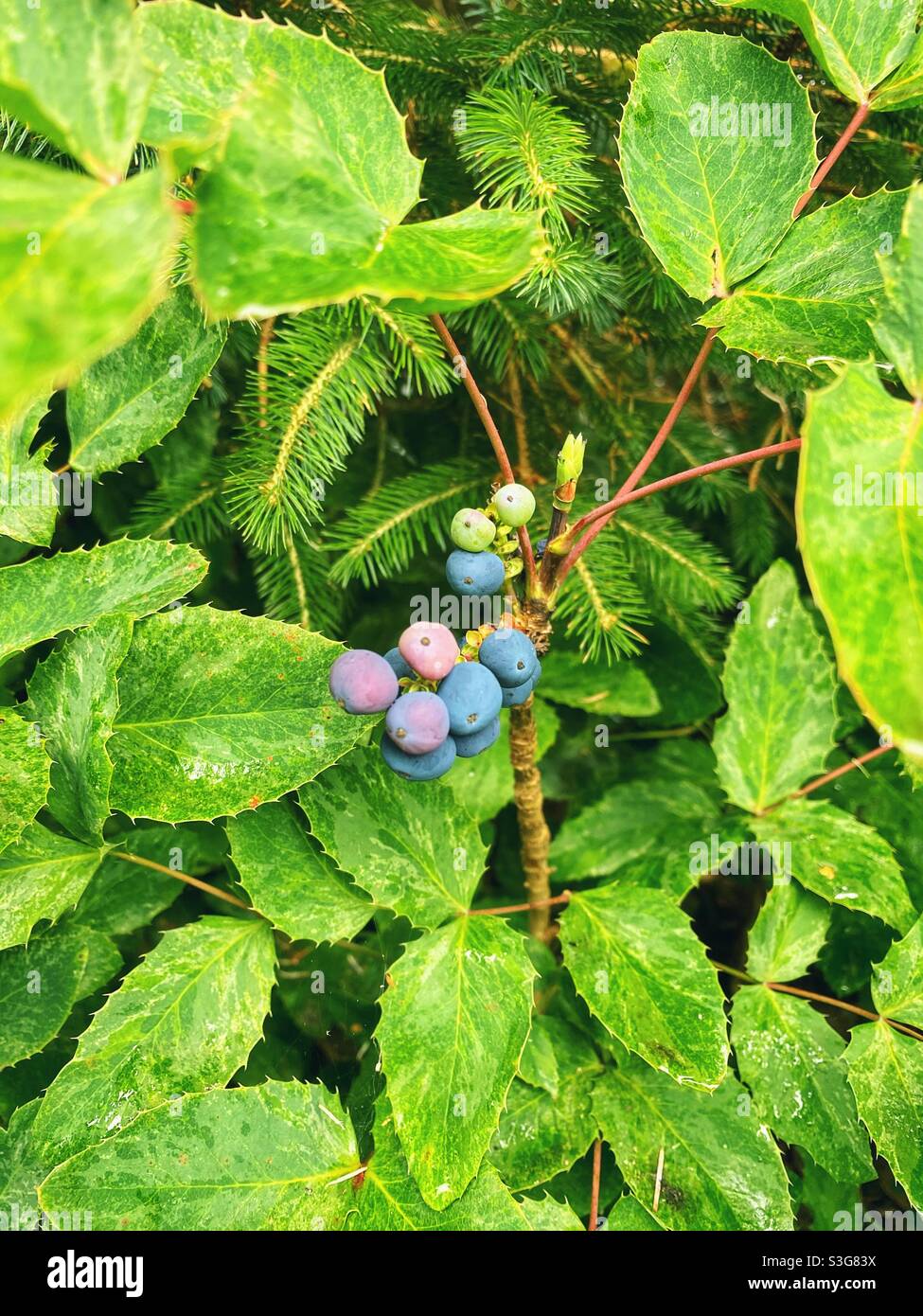 Oregon Grape Mahonia Aquifolium High Resolution Stock Photography and ...