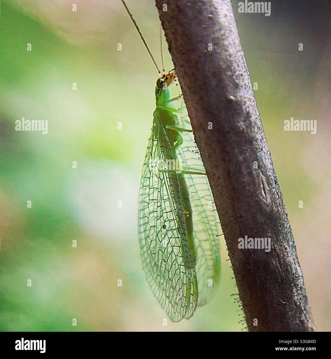Golden eyed lacewing hi-res stock photography and images - Alamy
