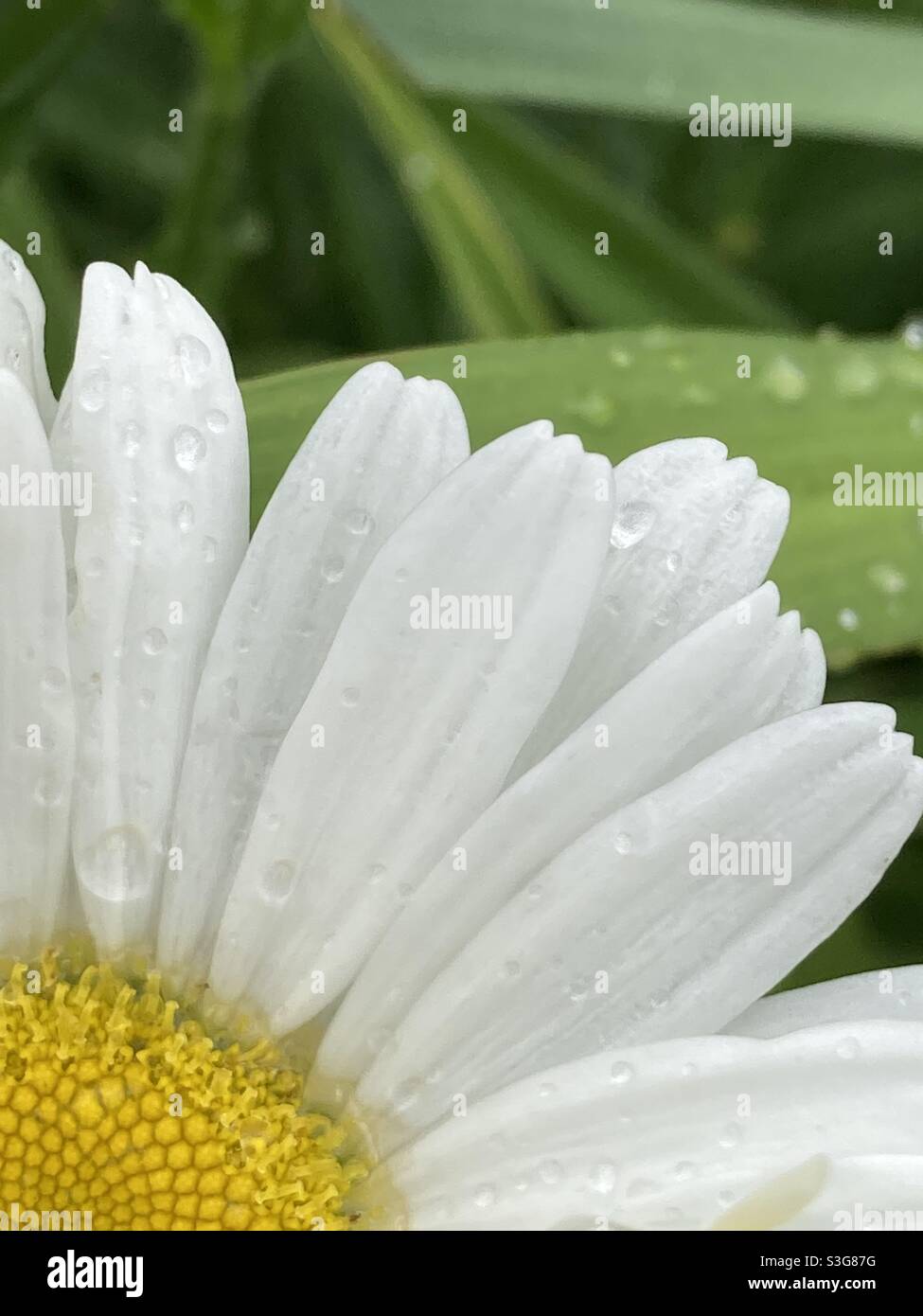 White Rain Daisy High Resolution Stock Photography and Images - Alamy