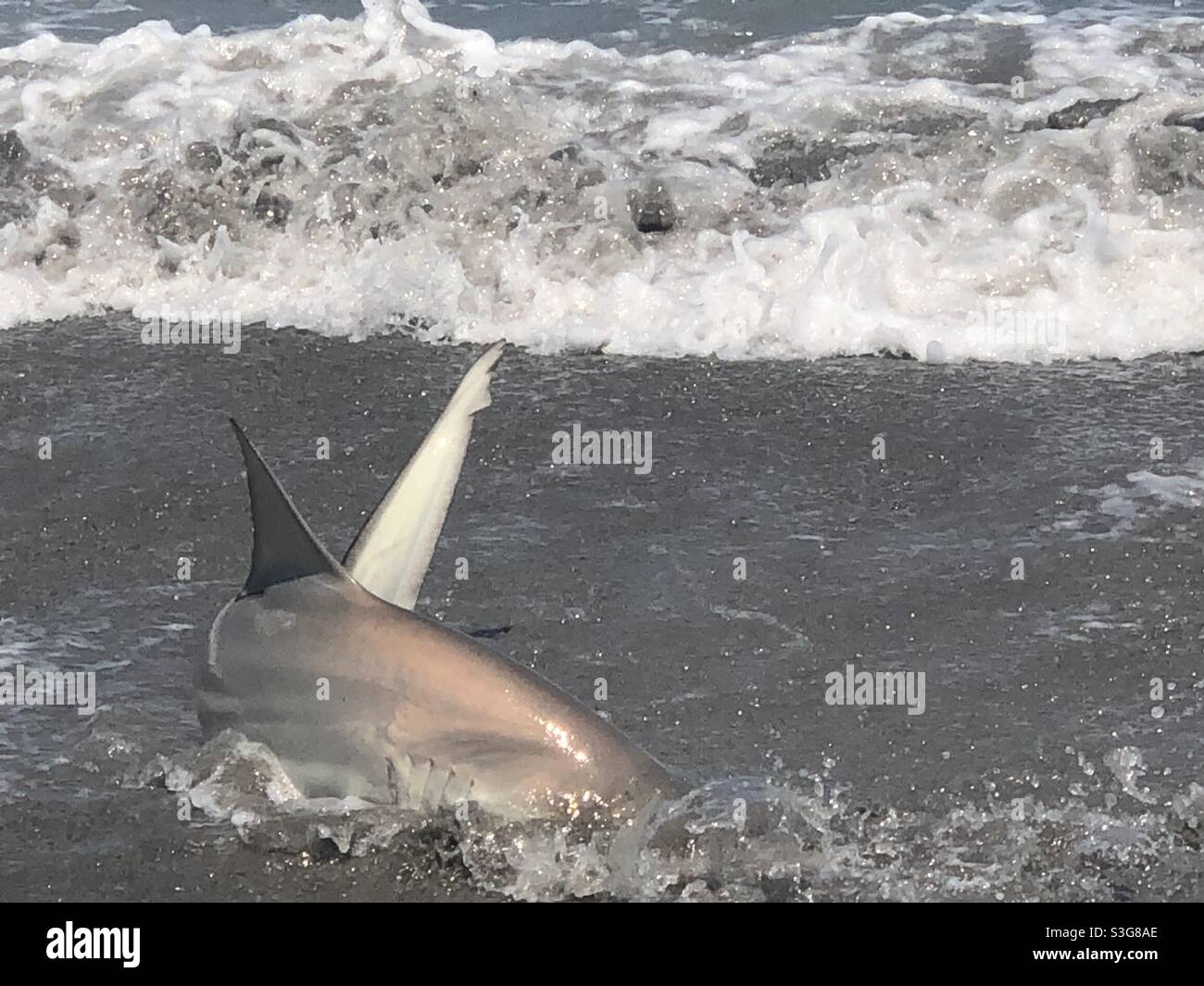 Sand shark hi-res stock photography and images - Alamy