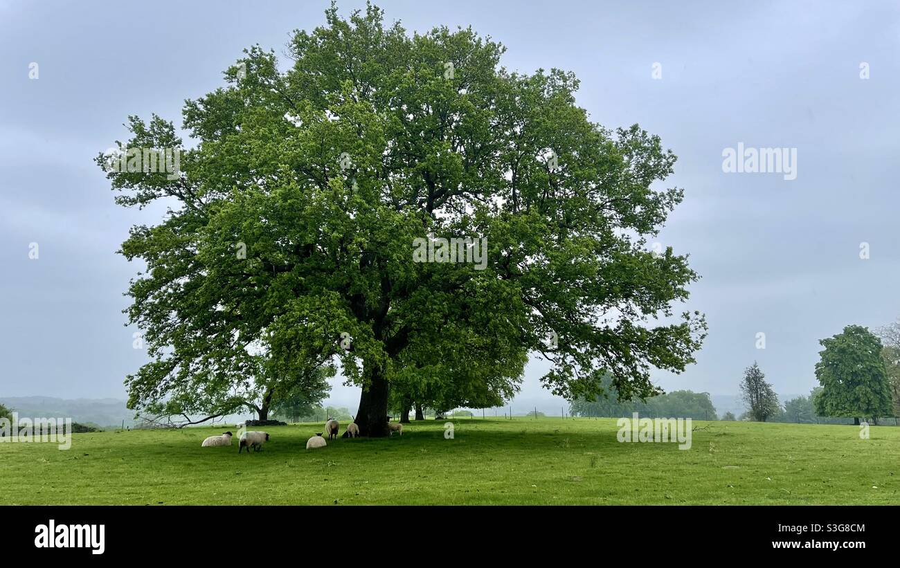 Sheepish High Resolution Stock Photography and Images - Alamy