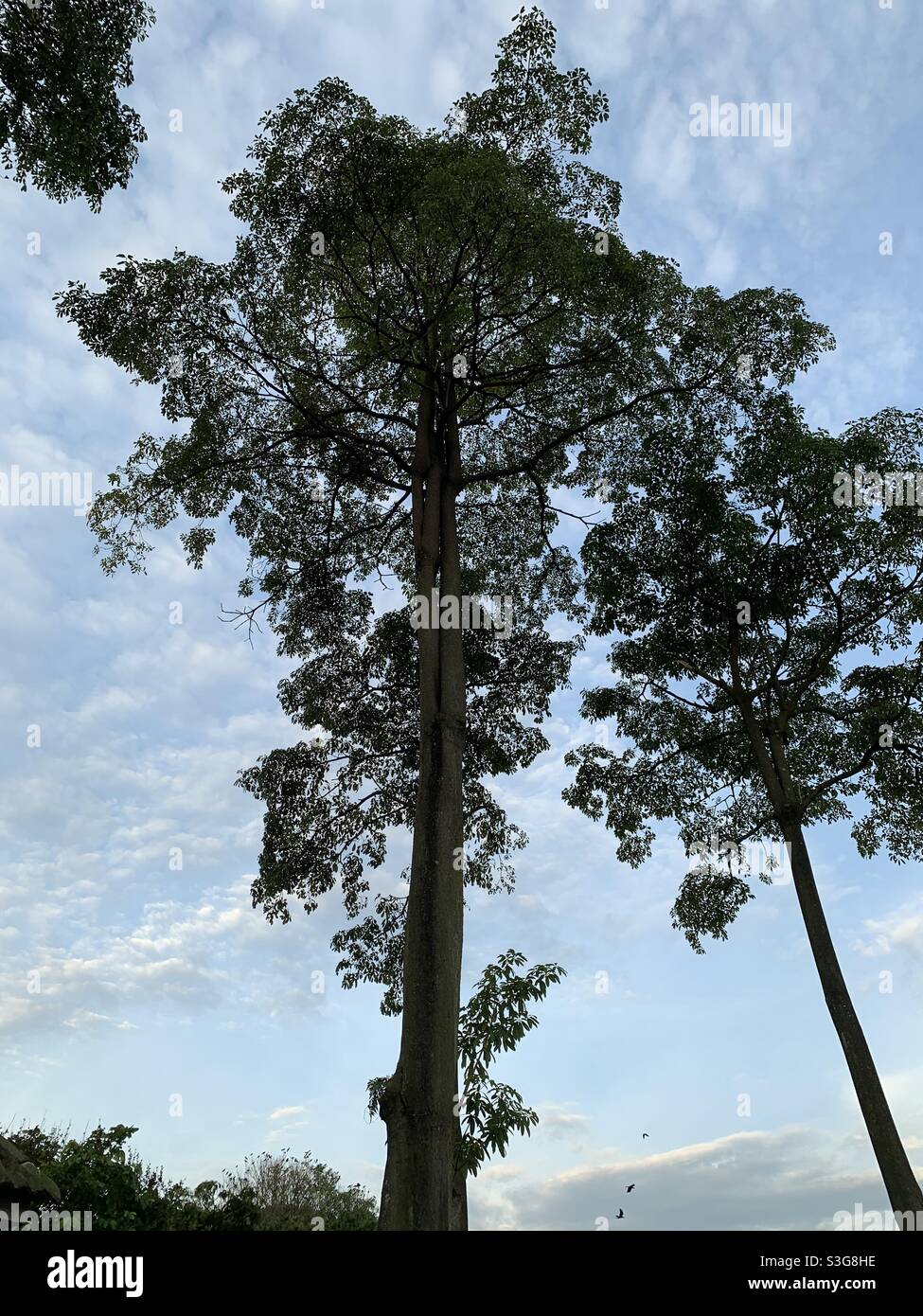 Tall birds hi-res stock photography and images - Alamy