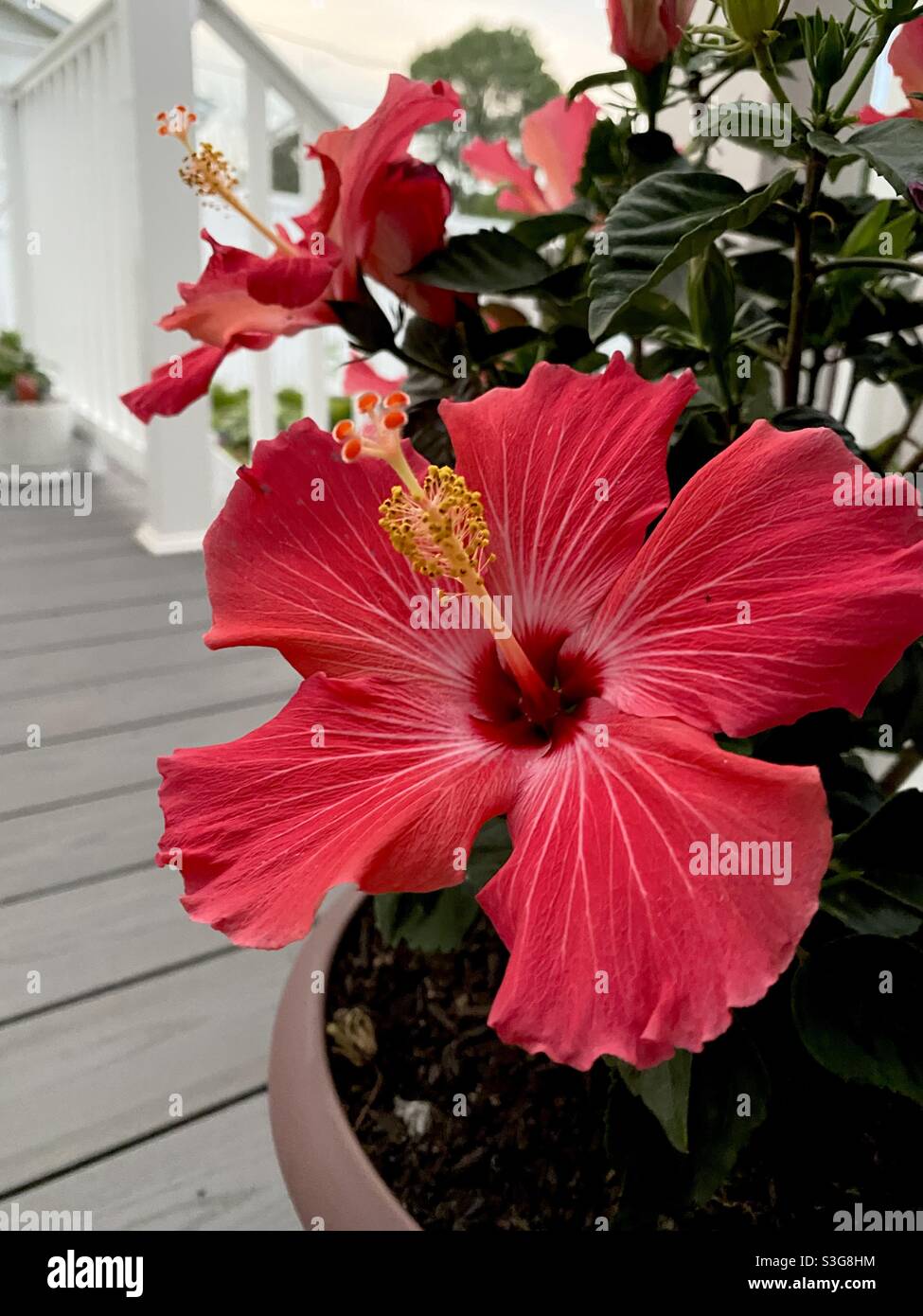 Hibiscus plant potted hi-res stock photography and images - Alamy