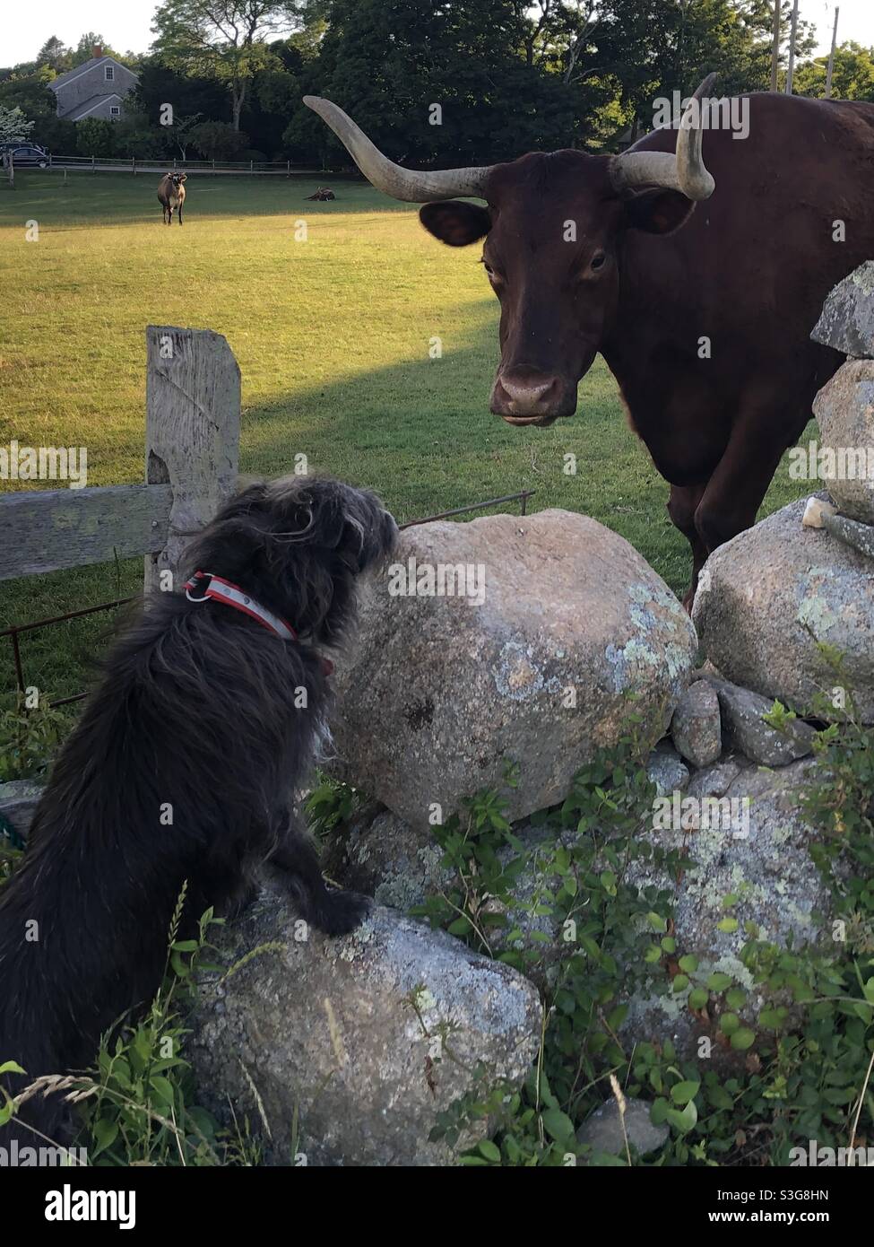 Cow friends hi-res stock photography and images - Alamy