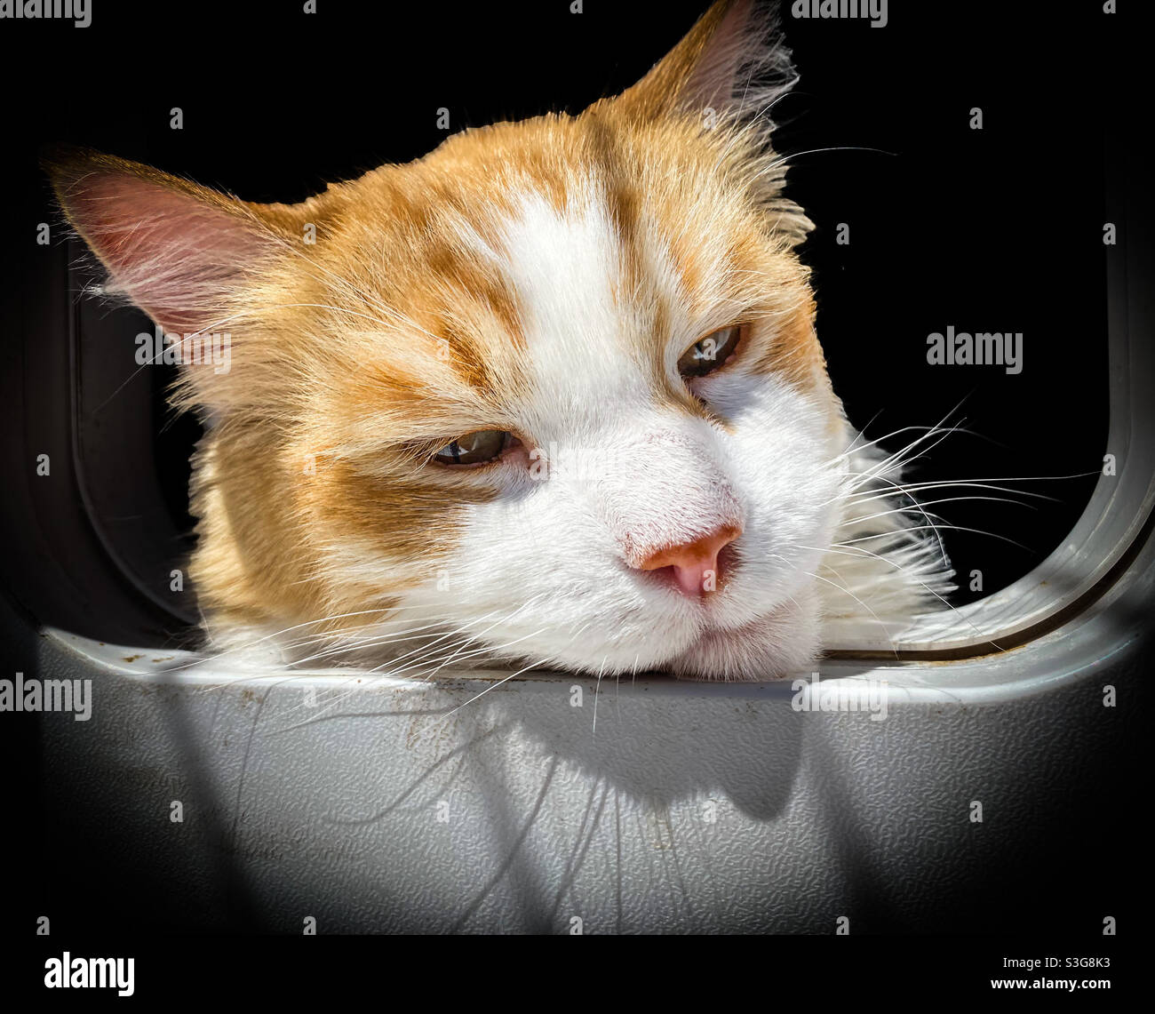 Excited cats hi-res stock photography and images - Alamy