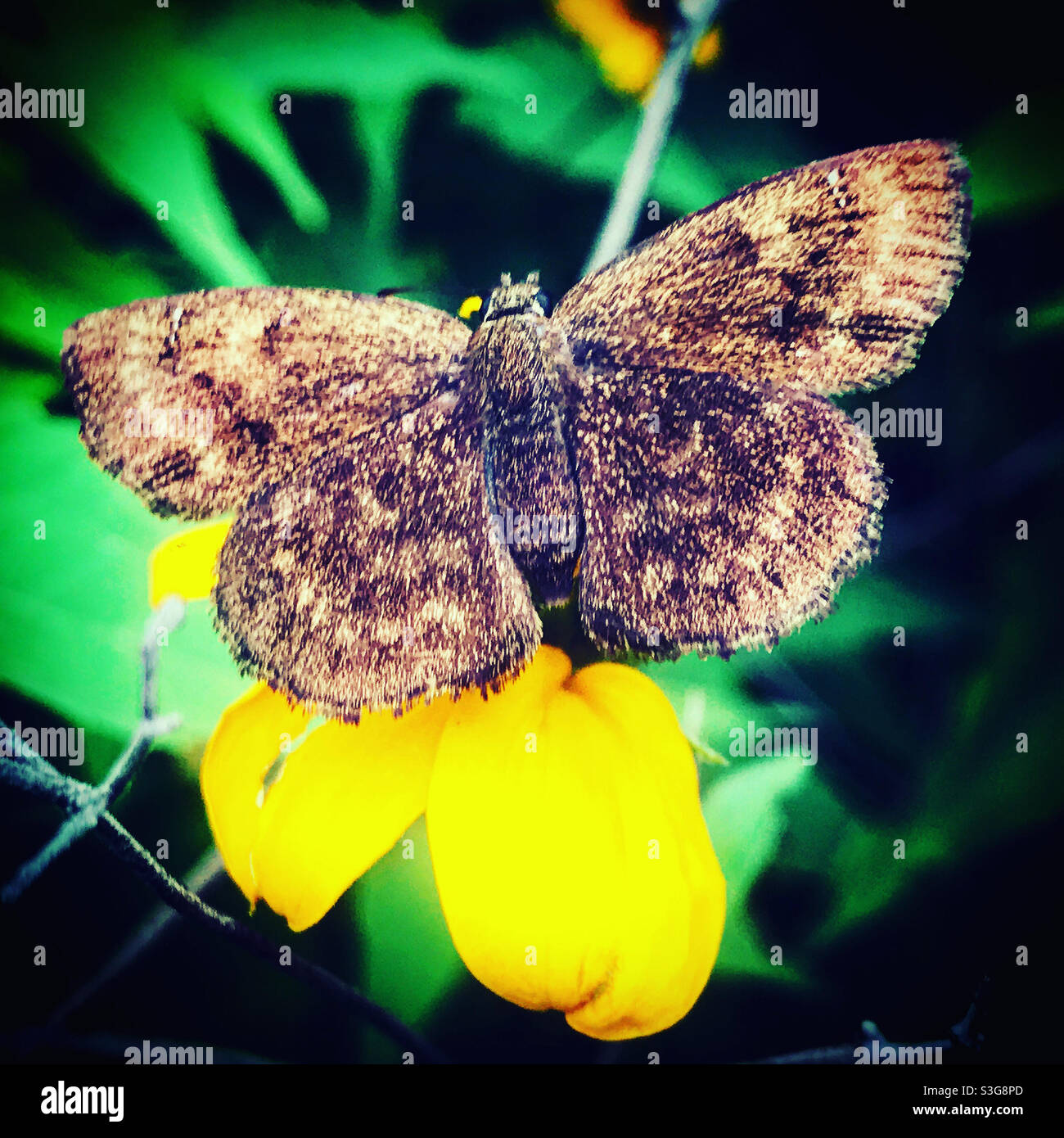 Moth in mexico hi-res stock photography and images - Alamy