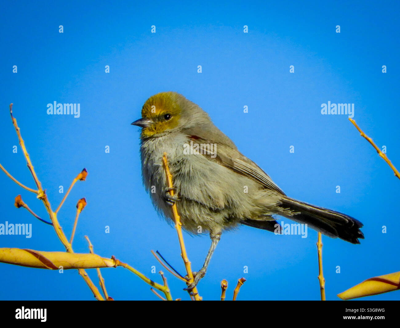 Male verdin hi-res stock photography and images - Alamy