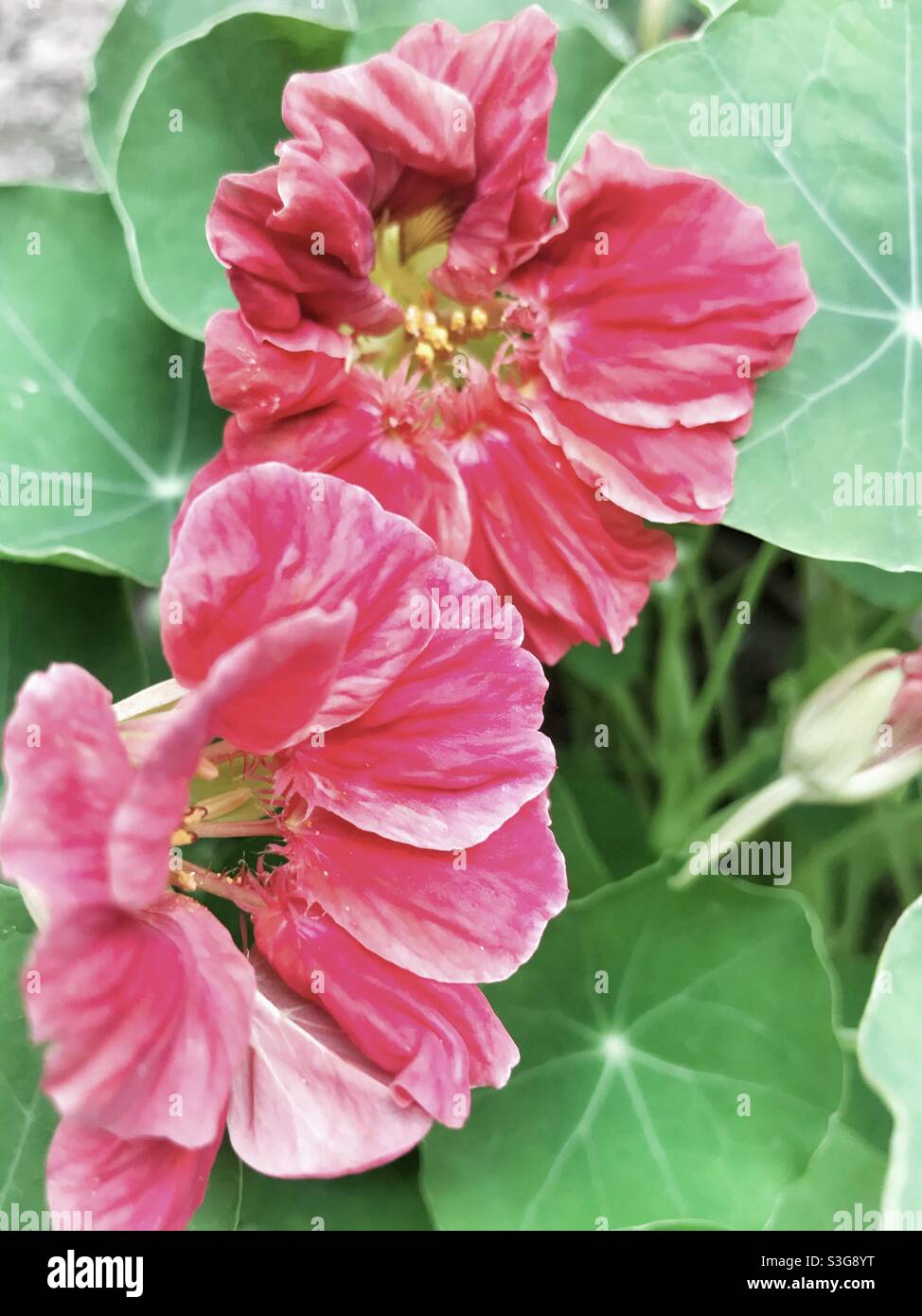 Red nasturtium in bloom Stock Photo - Alamy