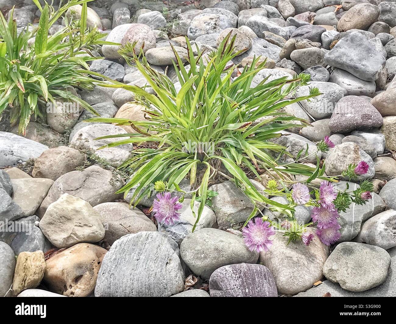 Stokesia laevis hi-res stock photography and images - Alamy