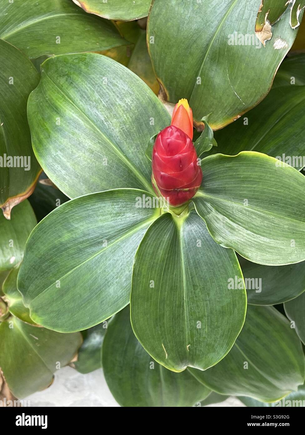 Red button ginger hi-res stock photography and images - Alamy