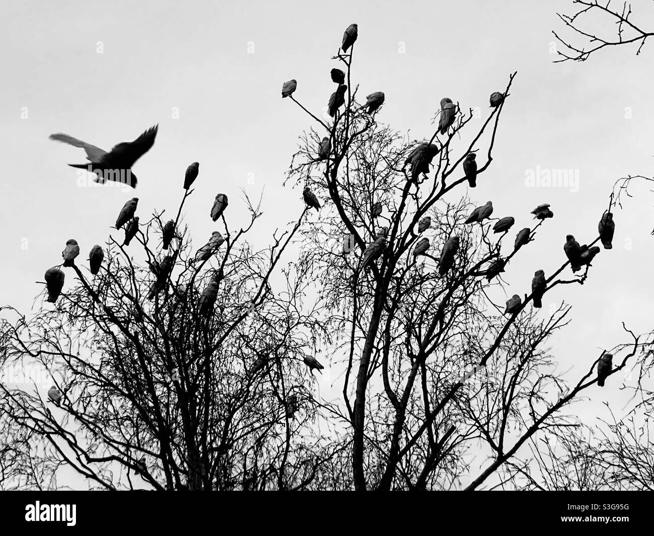 Early morning gathering of birds on a Melbourne winter morning in ...