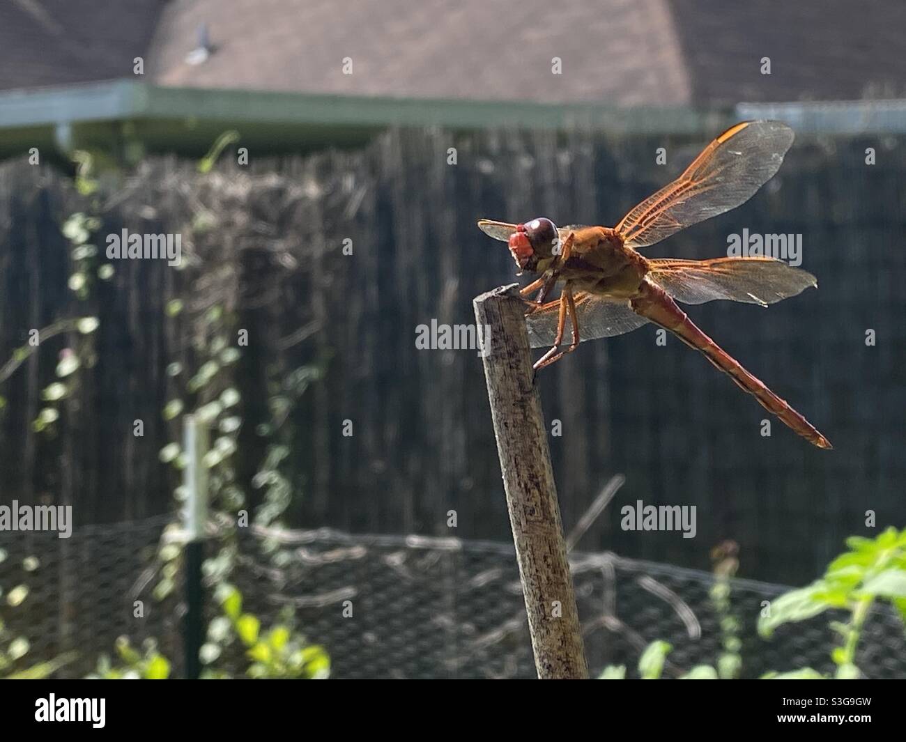 Flame firecracker skimmer libellula saturata hi-res stock photography ...