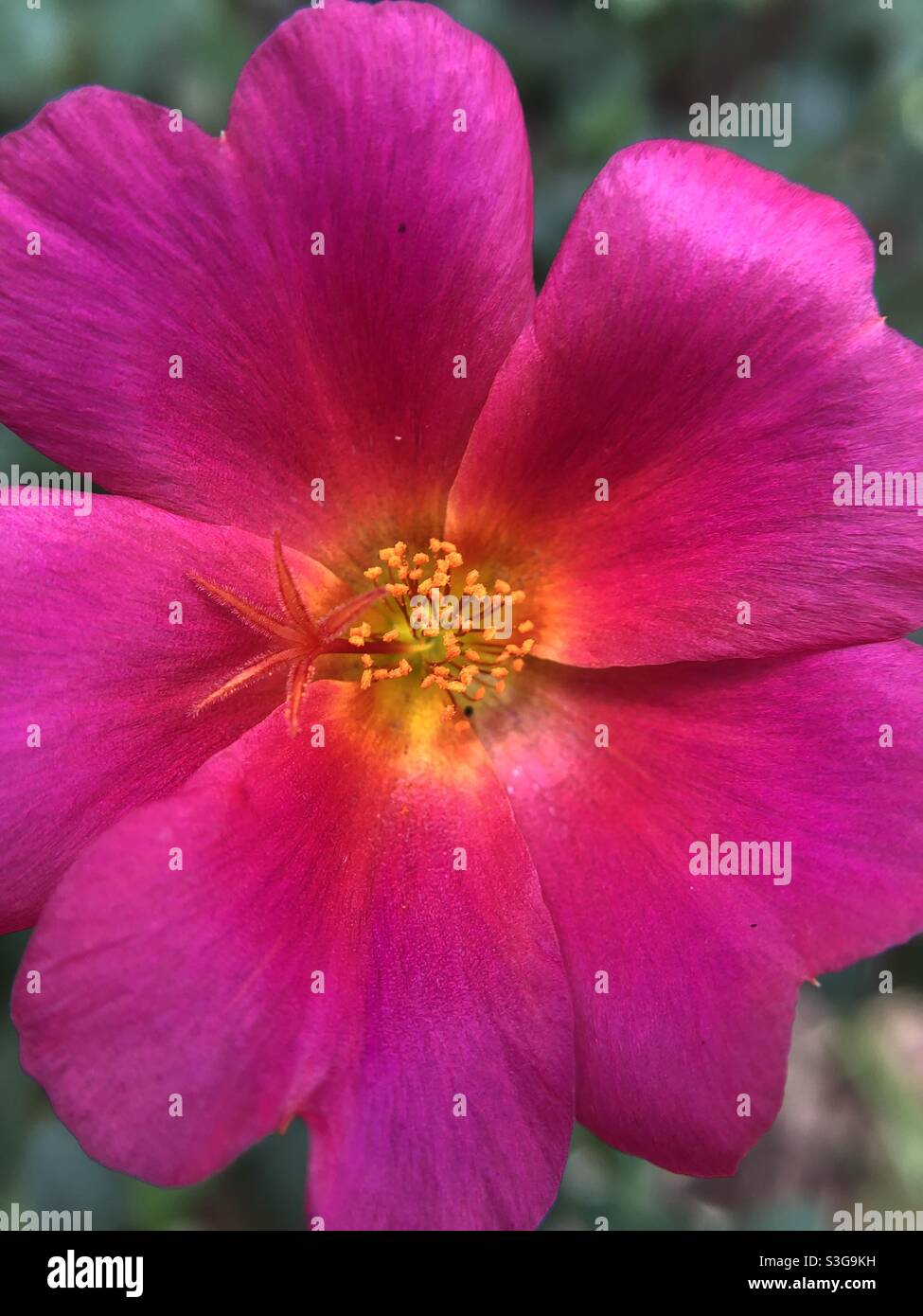 Pink Flower Close Up Stock Photo - Alamy