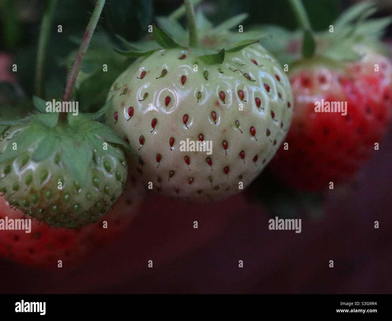 3 berries hi-res stock photography and images - Alamy