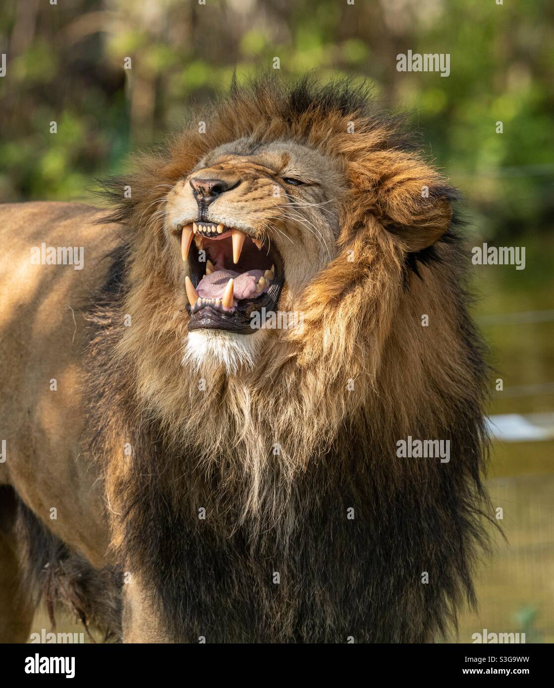Lion x hi-res stock photography and images - Alamy