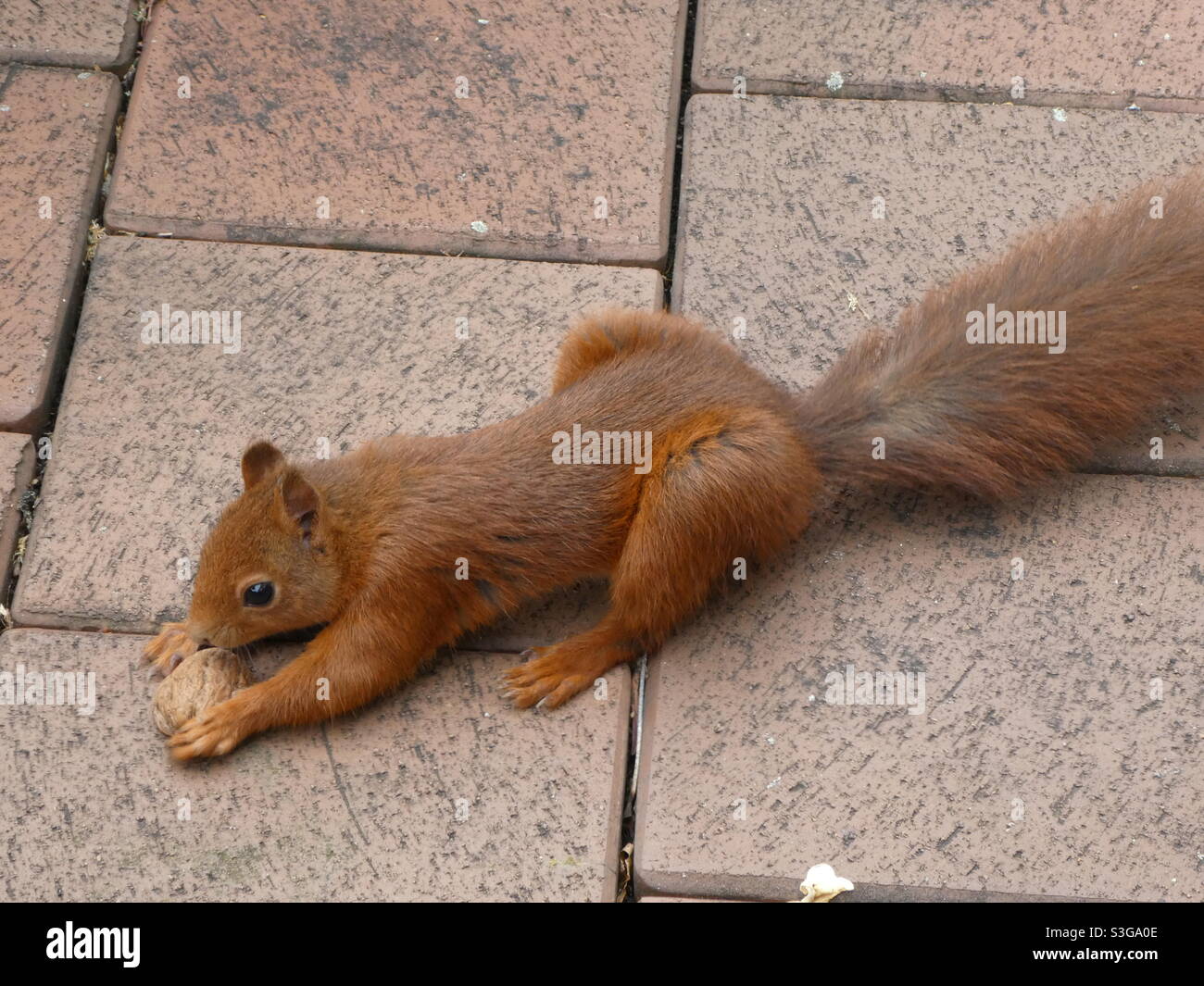 Lying squirrel hi-res stock photography and images - Alamy