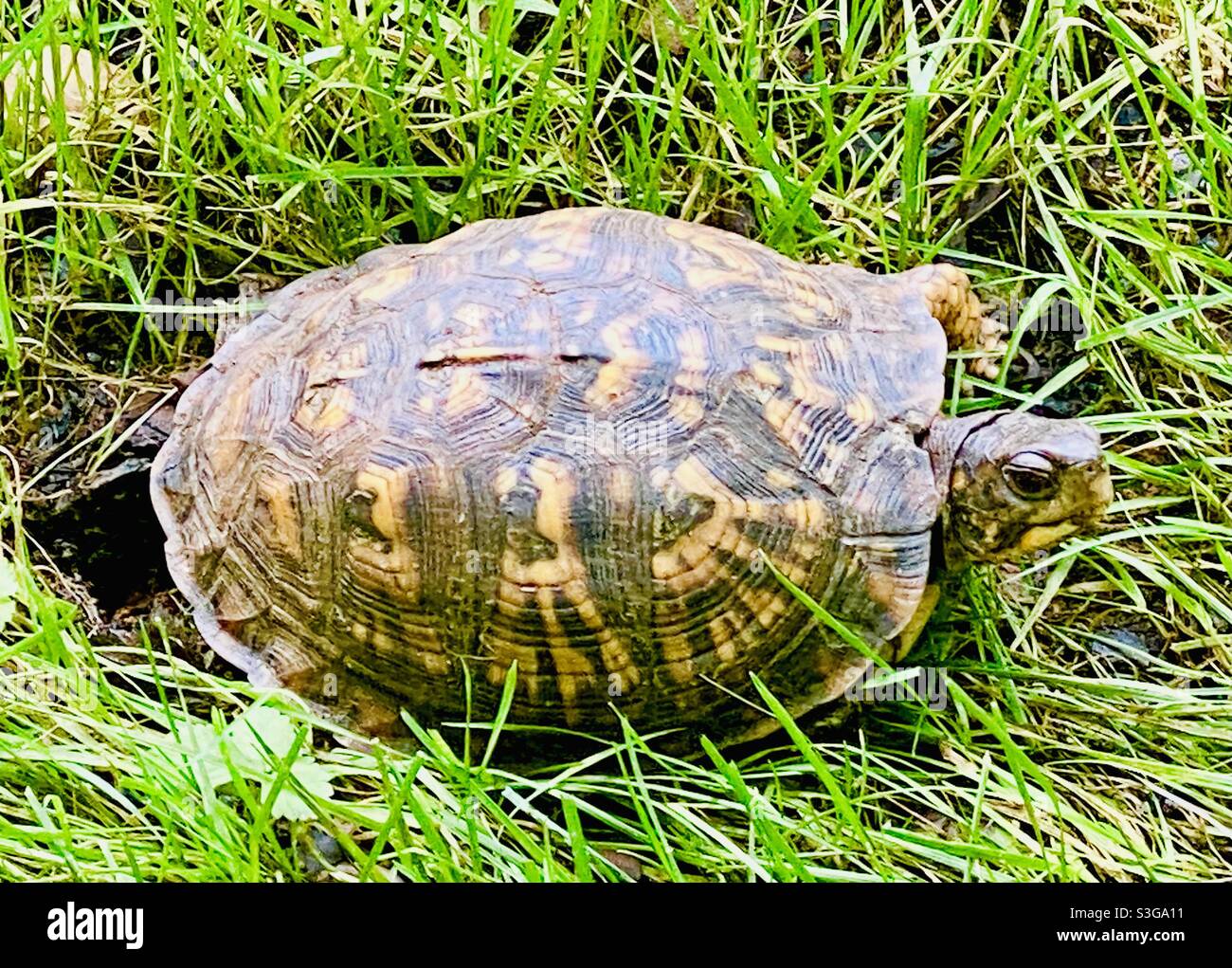 Turtle grass hi-res stock photography and images - Alamy