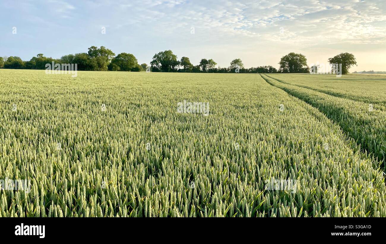 Wheat field in the Norfolk countryside, England Stock Photo - Alamy