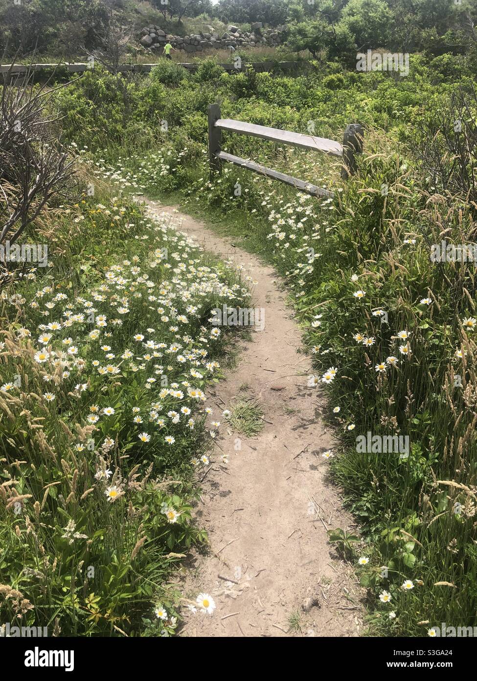 Daisy and fence hi-res stock photography and images - Alamy