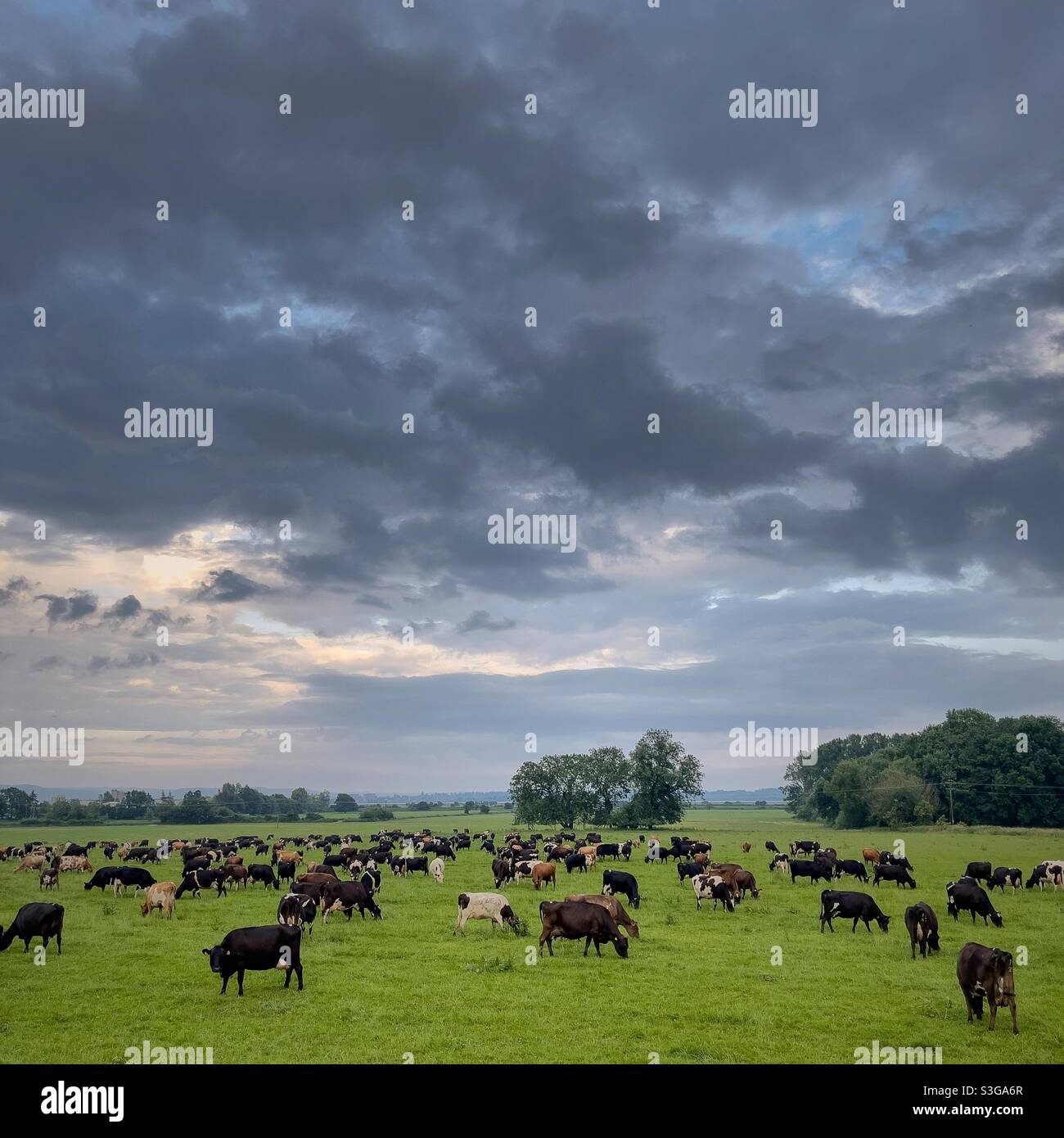 Field of cows Stock Photo - Alamy